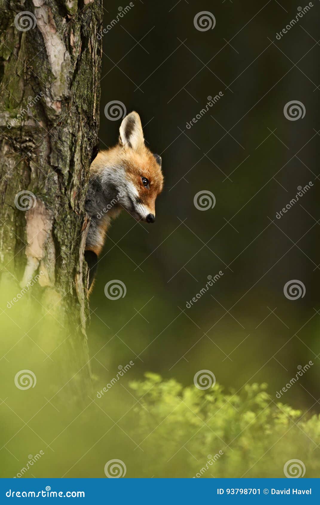Red Fox stock image. Image of netherlands, armenia, carnivores - 93798701