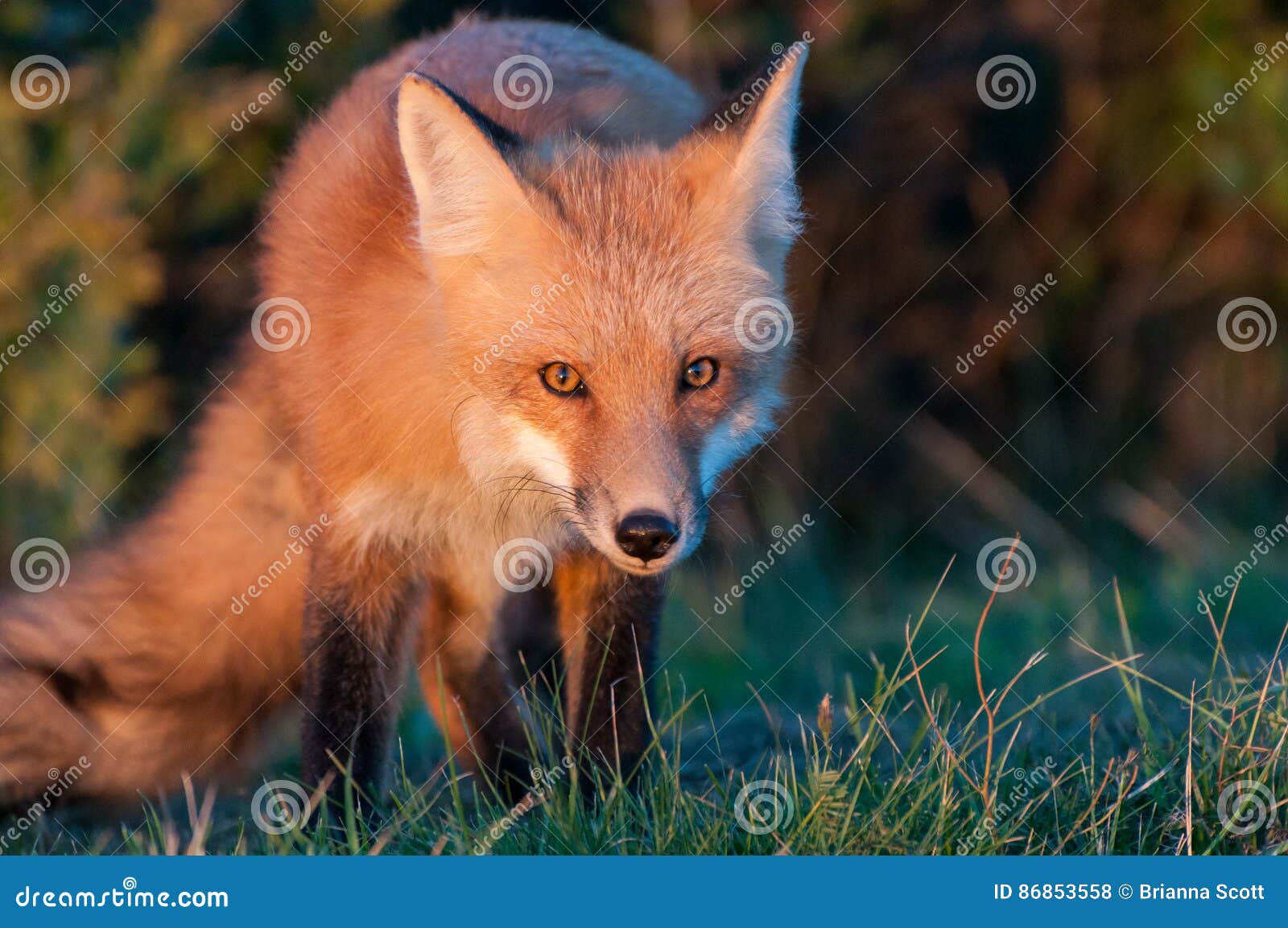 Red Fox stock photo. Image of prince, edward, beautiful - 86853558