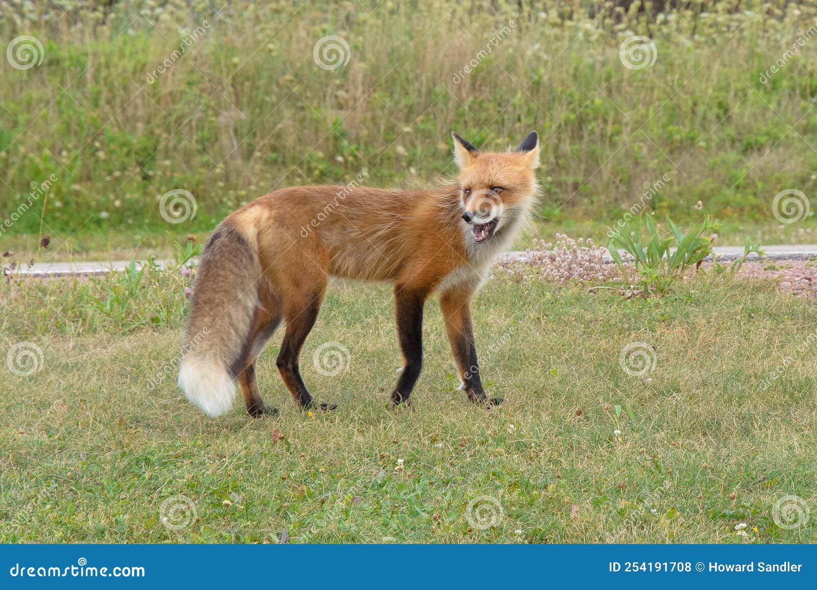 Red fox, PEI stock photo. Image of island, snout, tail - 254191708
