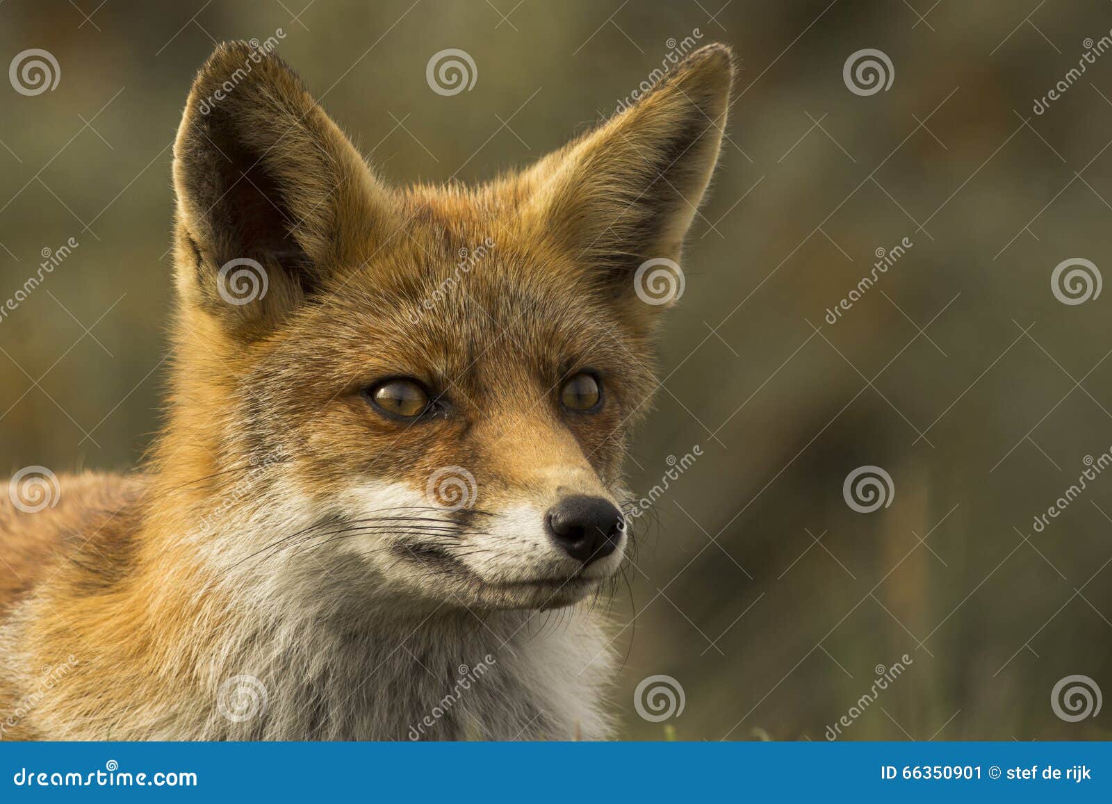 Red fox stock image. Image of life, bird, mammal, snout - 66350901