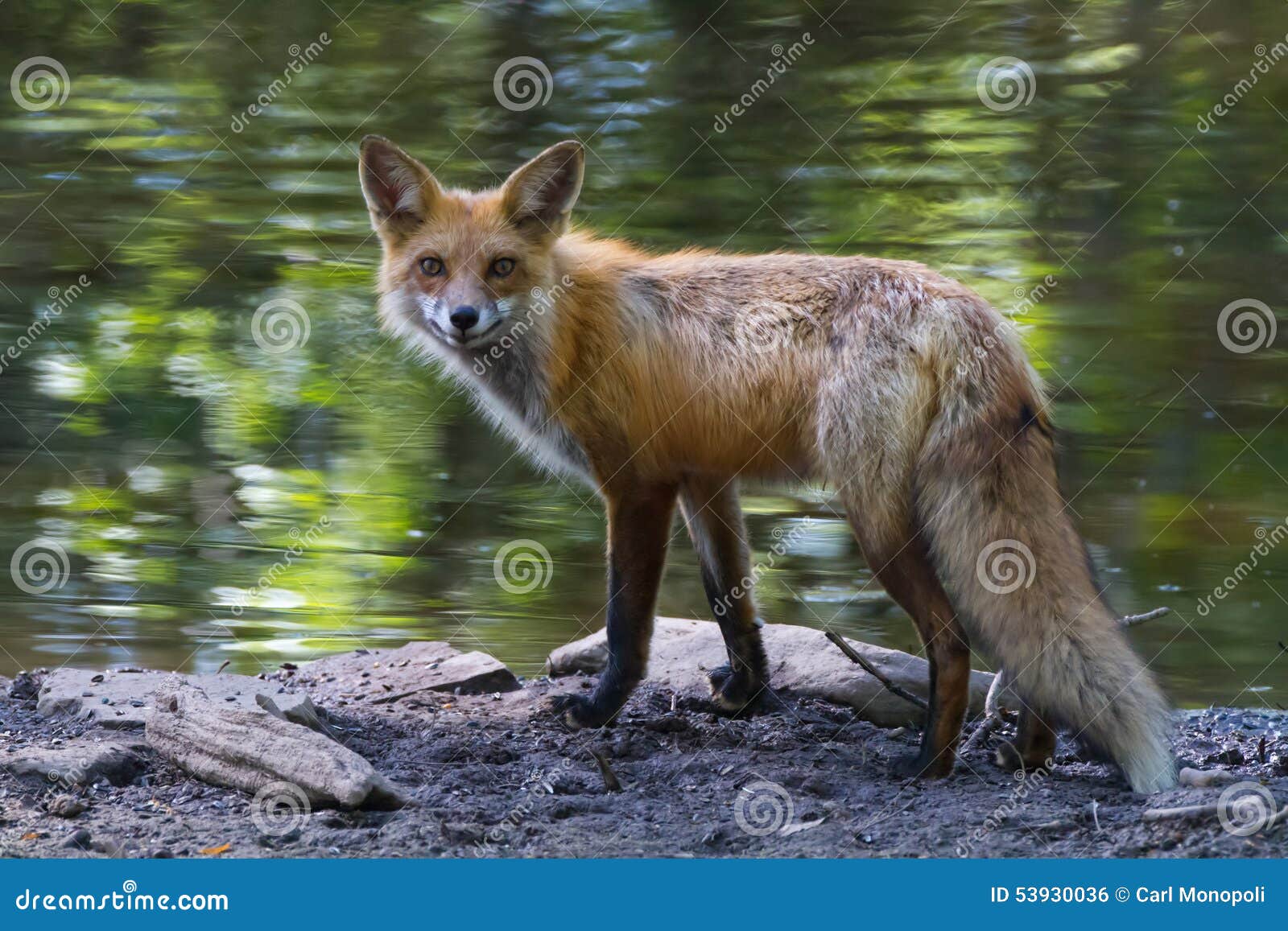 Red Fox Pond stock photo. Image of pond, back, serene - 53930036