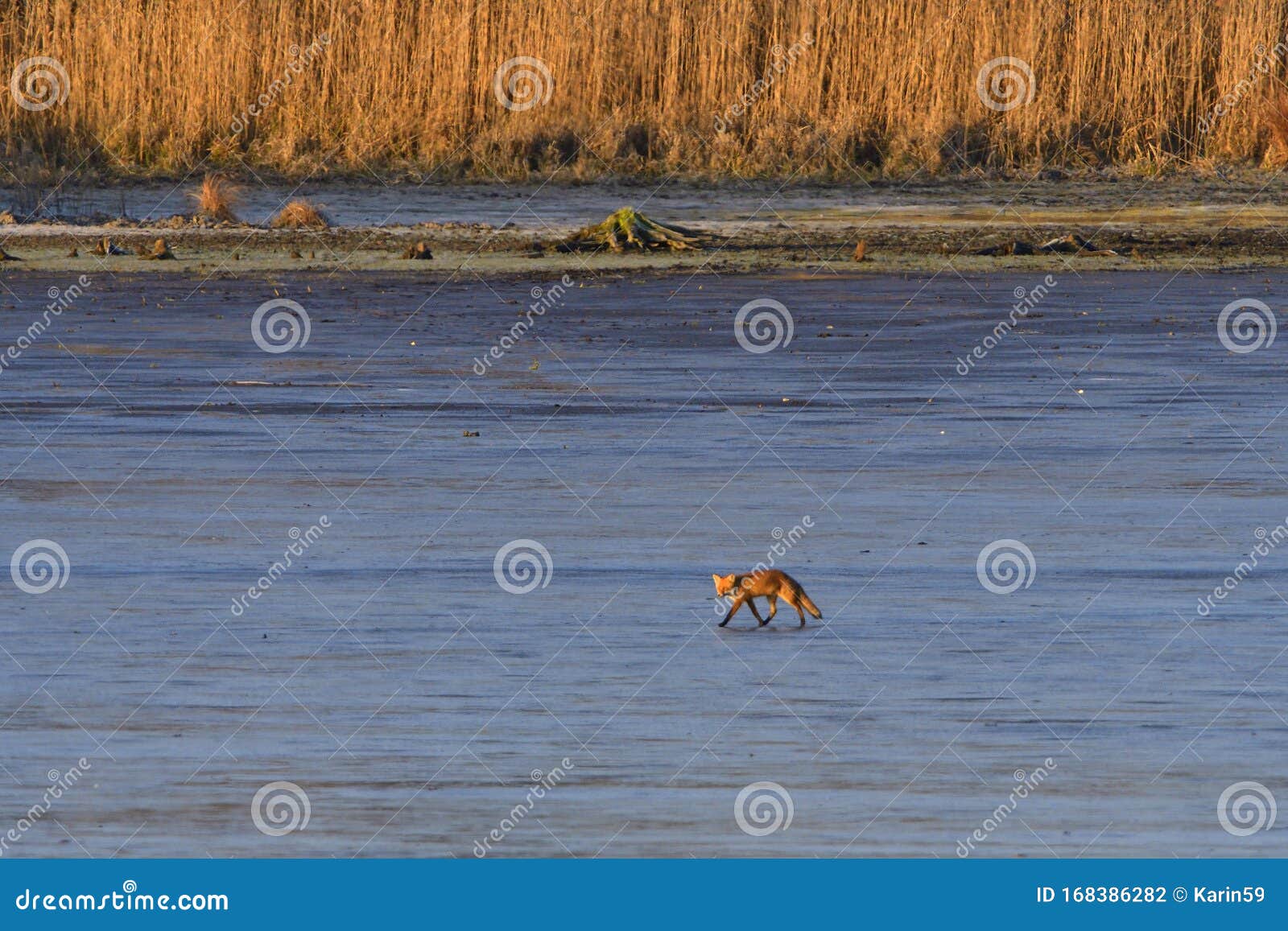 Red fox on a pond stock photo. Image of predator, portrait - 168386282