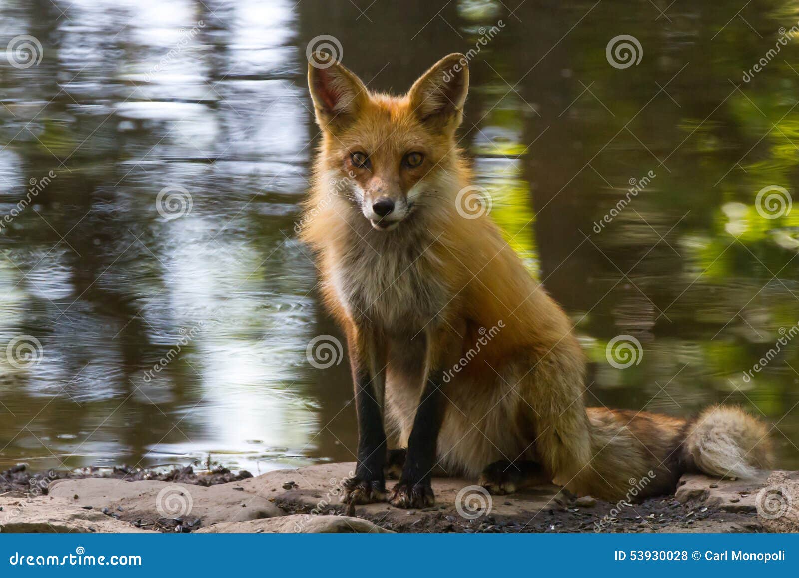 Red Fox Pond 2 stock photo. Image of serene, morning - 53930028