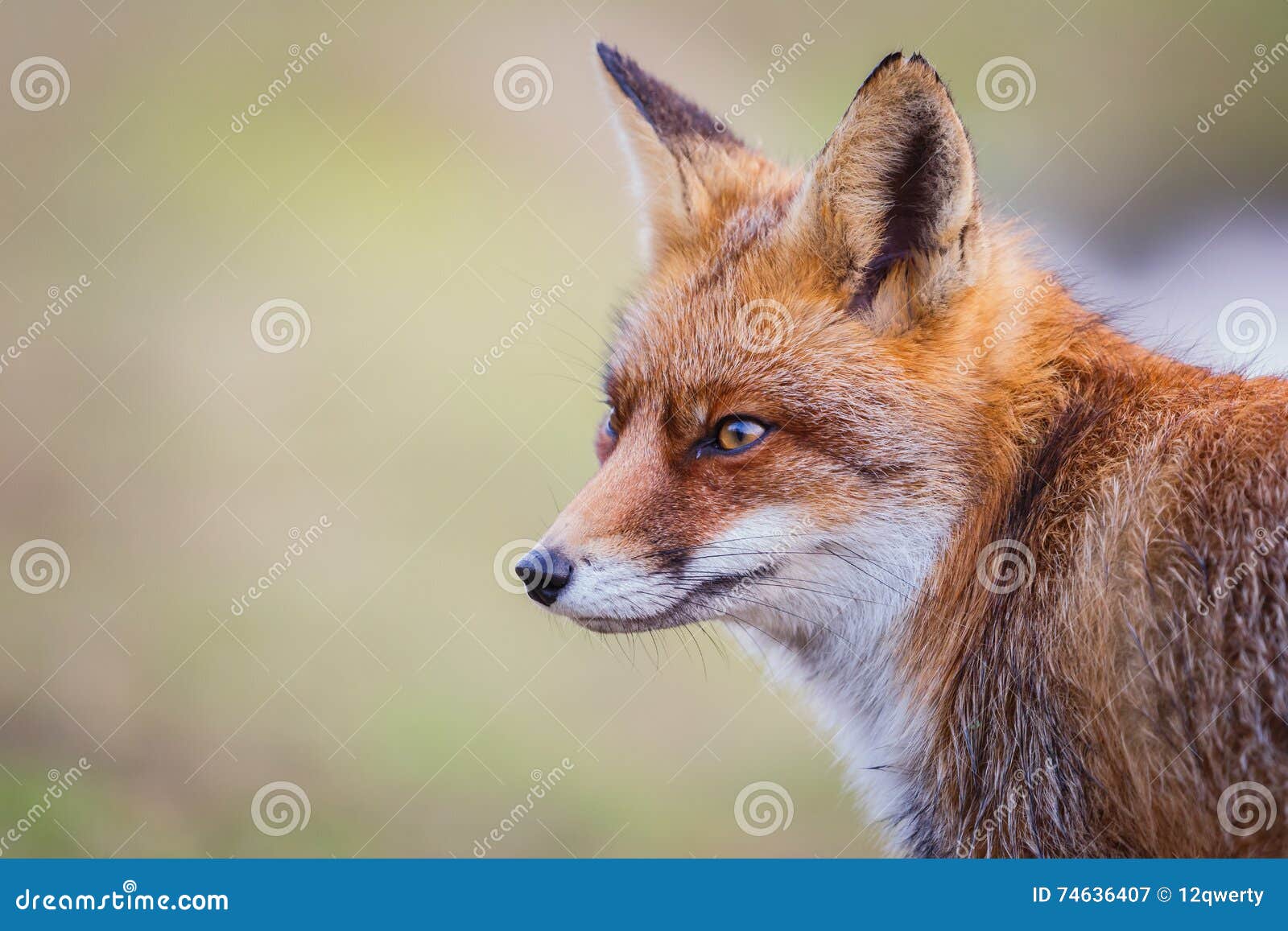Red fox stock image. Image of whiskers, dhole, redfox - 74636407