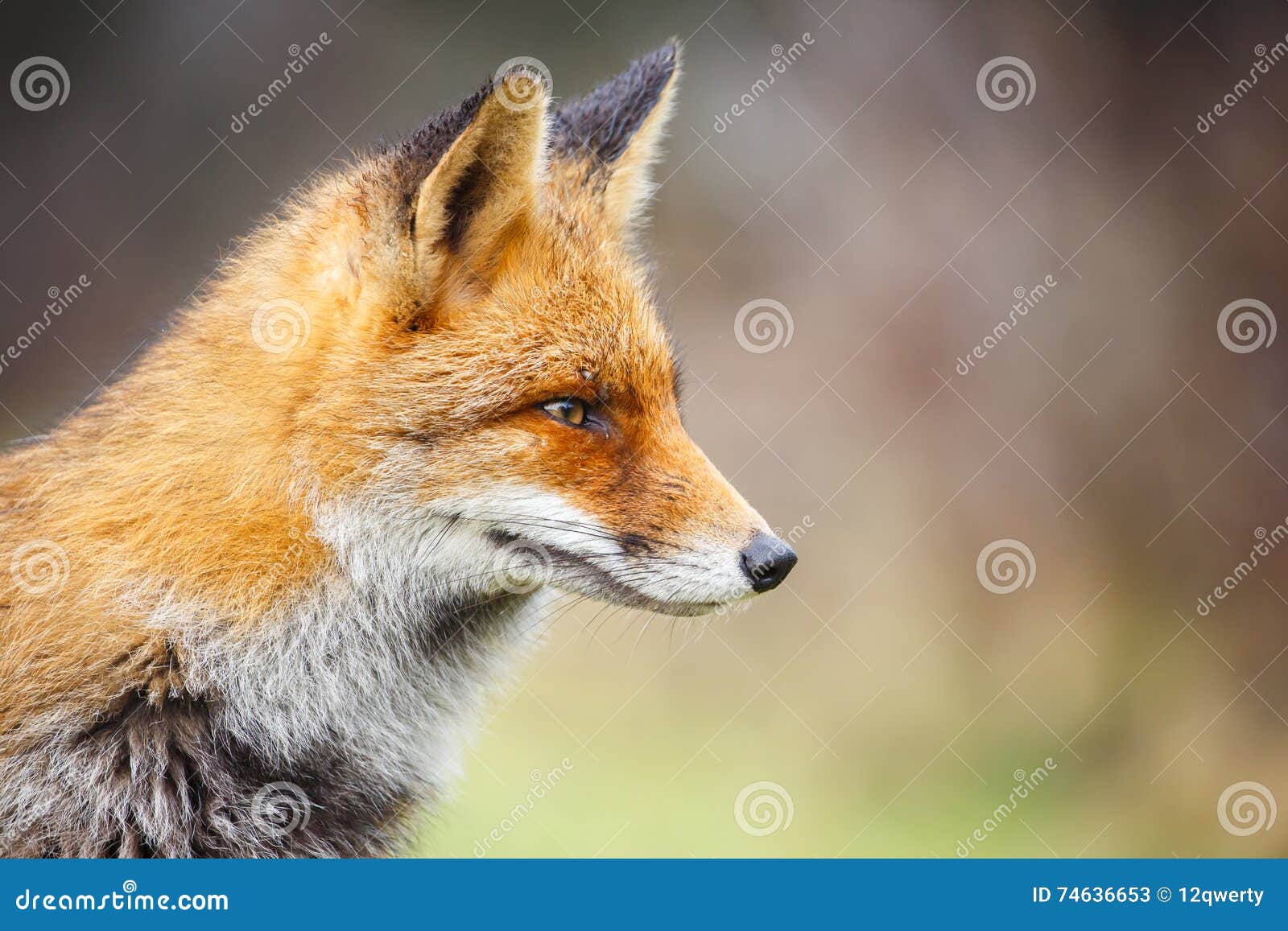 Red fox stock image. Image of dhole, wildlife, predator - 74636653