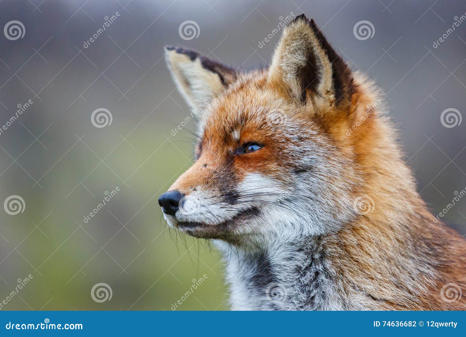Red fox stock photo. Image of redfox, predator, portrait - 74636682