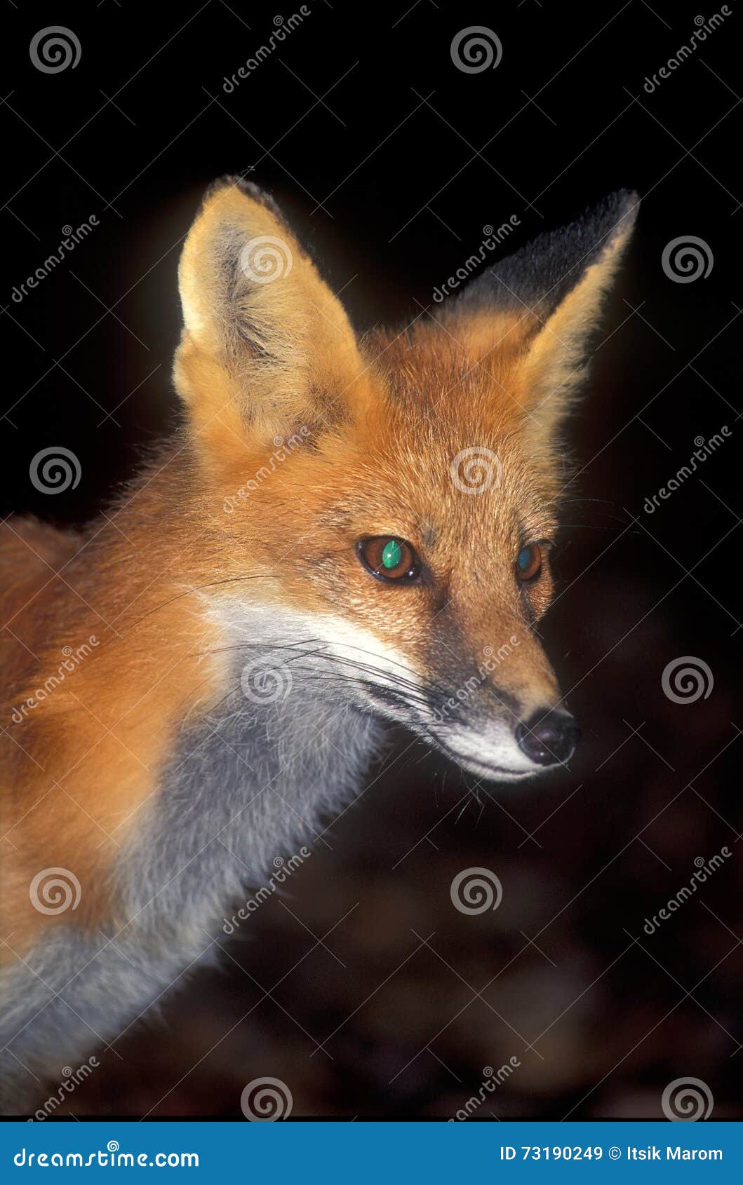 Red Fox Green Eyes