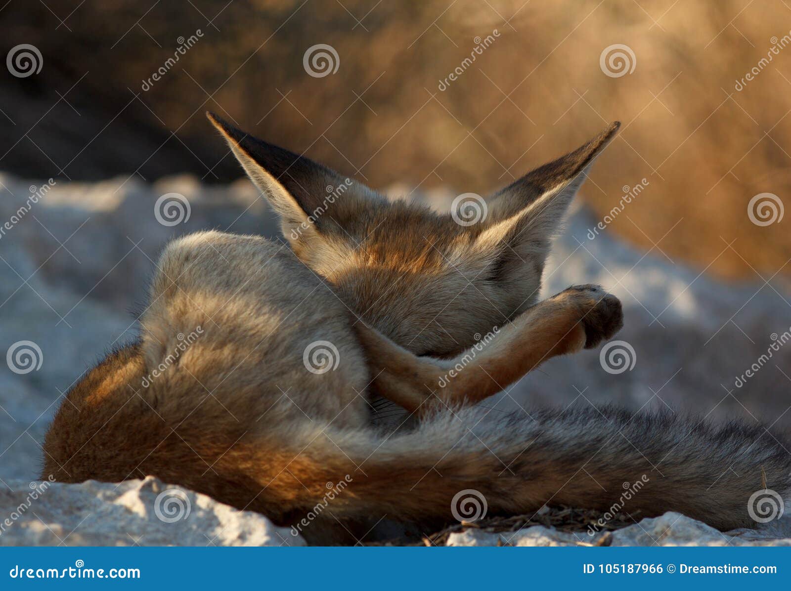 Cute red fox grooming stock photo. Image of natural - 105187966