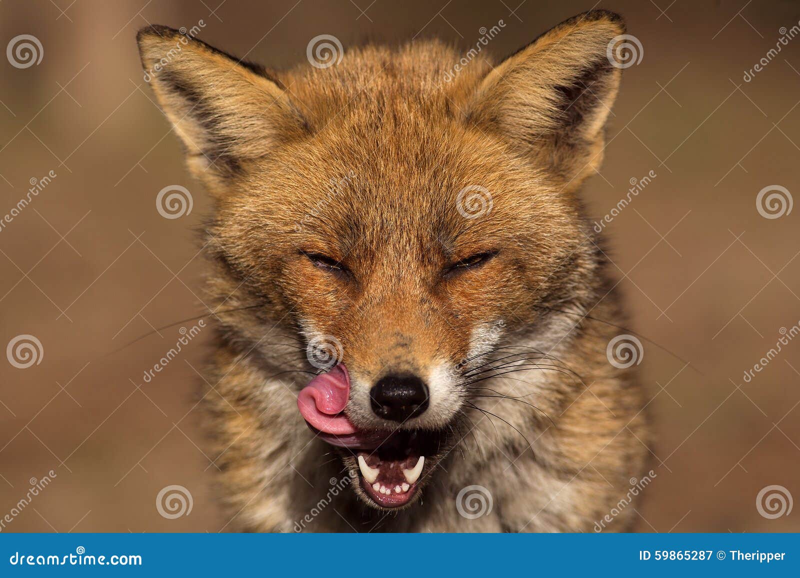 Red fox portrait stock image. Image of outdoors, italy - 59865287