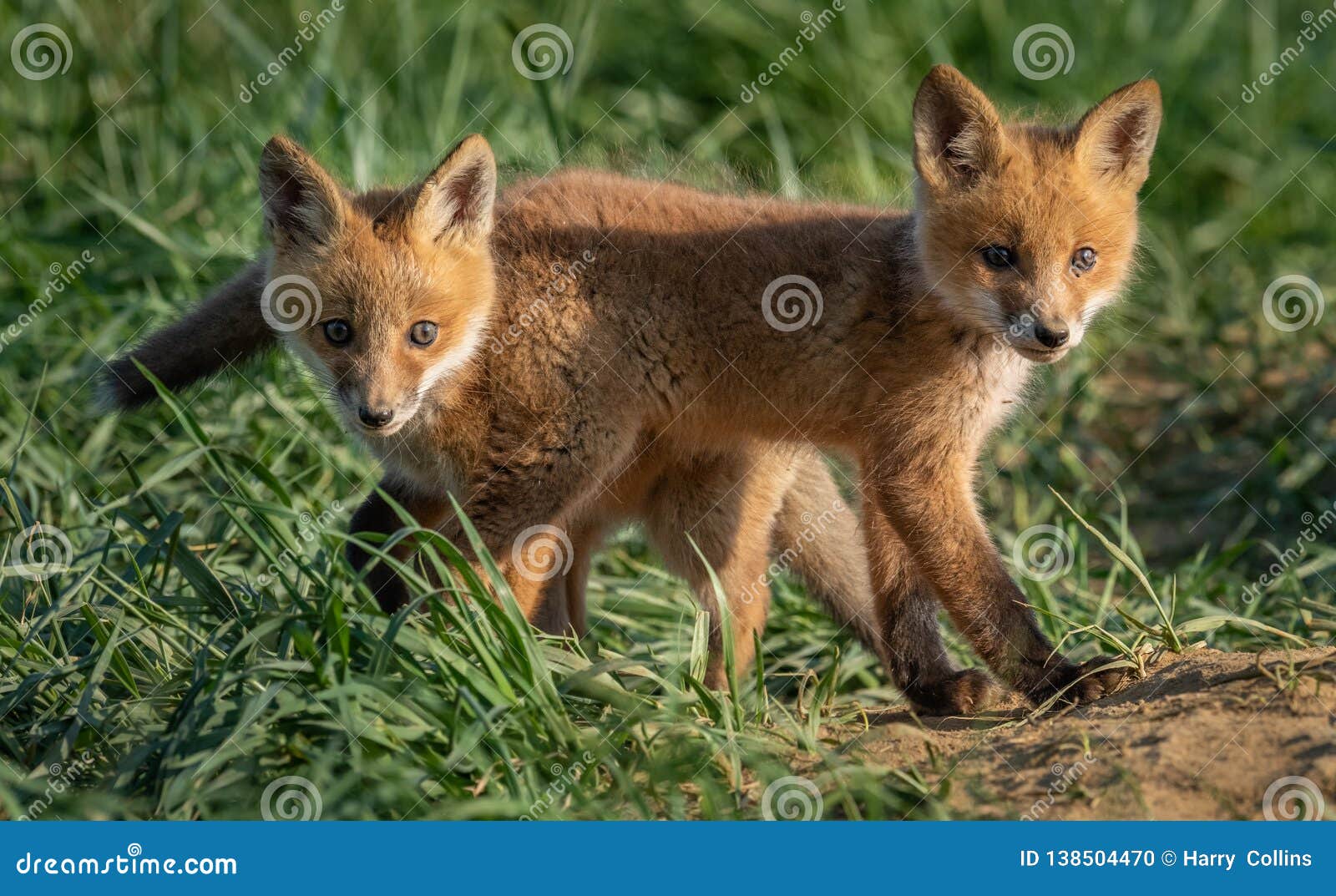 Red Fox Portrait stock photo. Image of snow, fast, beak - 138504470