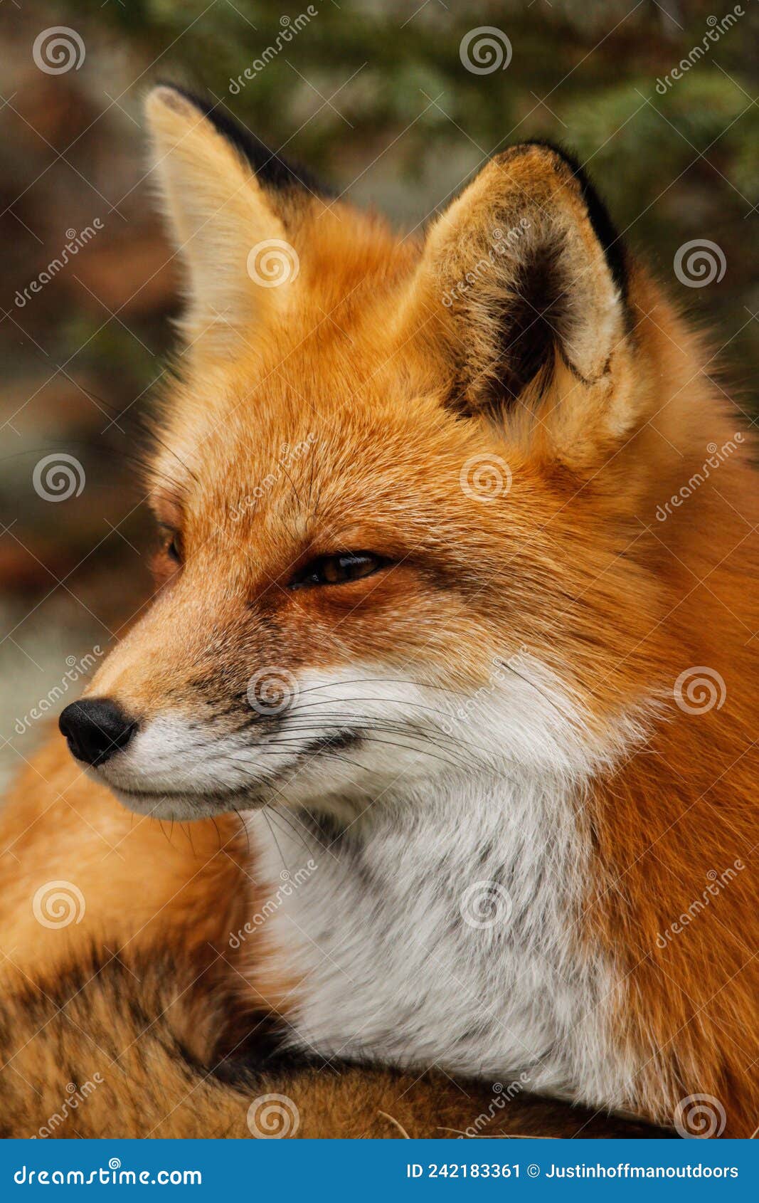 Red Fox Portrait Posing in a Forest Clearing Stock Image - Image of ...