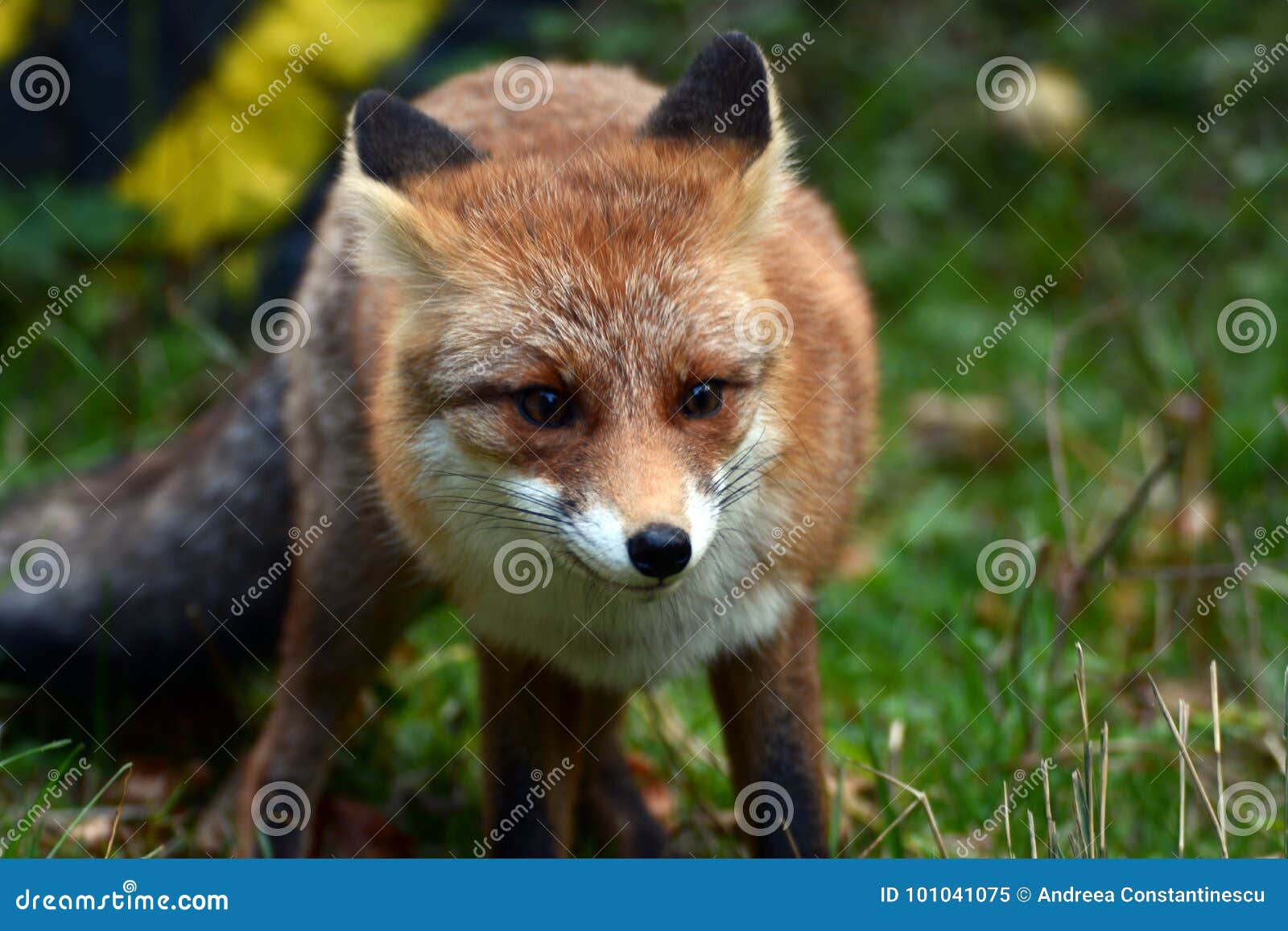 Red fox stock image. Image of little, summer, tree, baby - 101041075