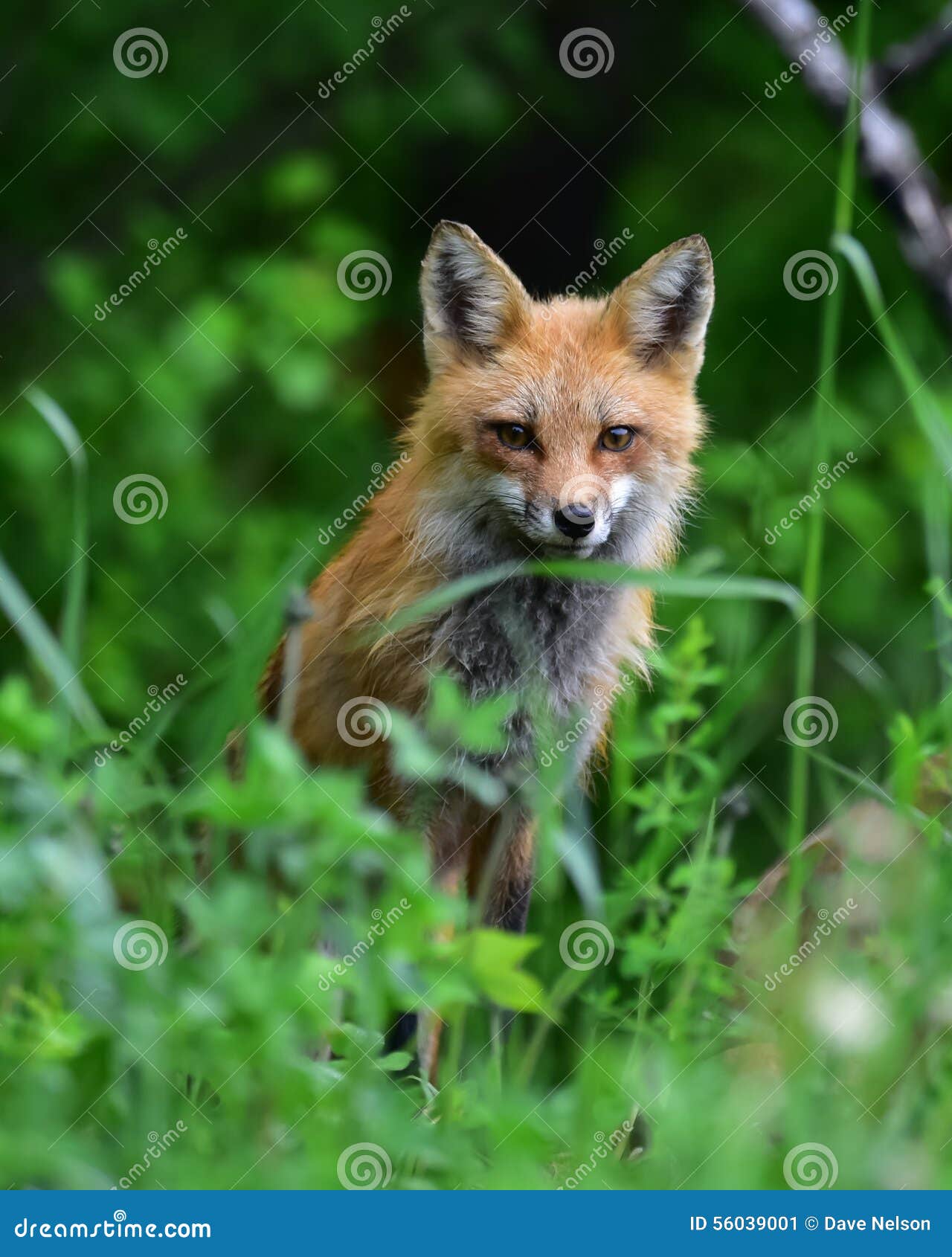 Red fox portrait stock image. Image of animal, canine - 56039001