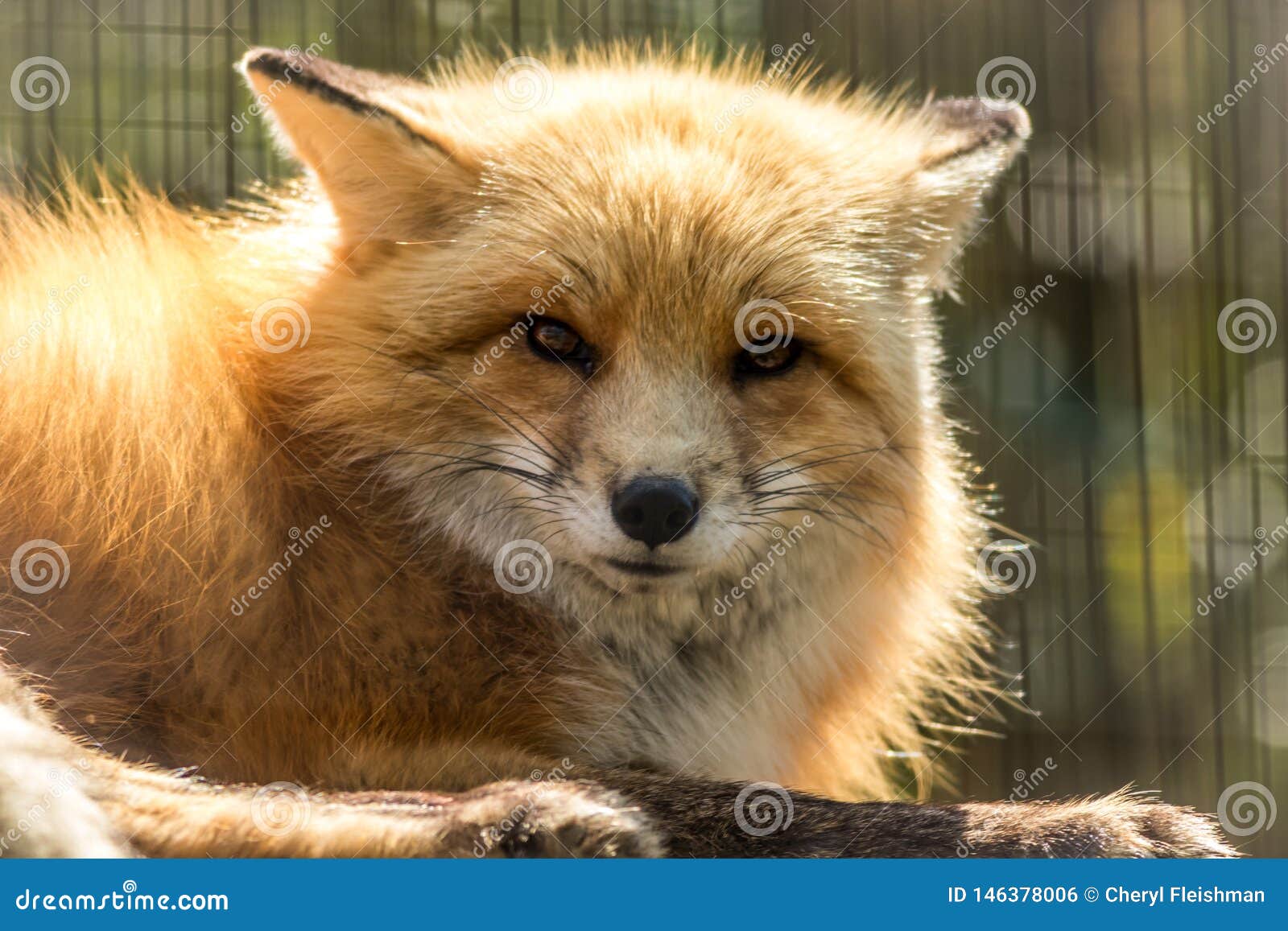 Red Fox Portrait in Soft Filtered Light Stock Photo - Image of animal ...