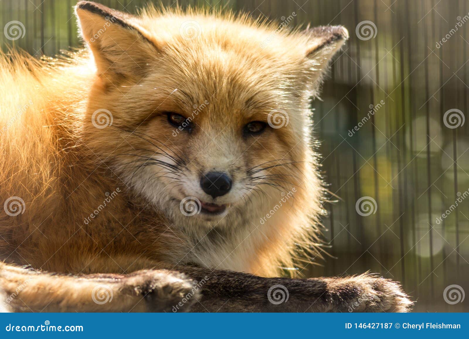 Red Fox Portrait in Soft Filtered Light Stock Image - Image of orange ...