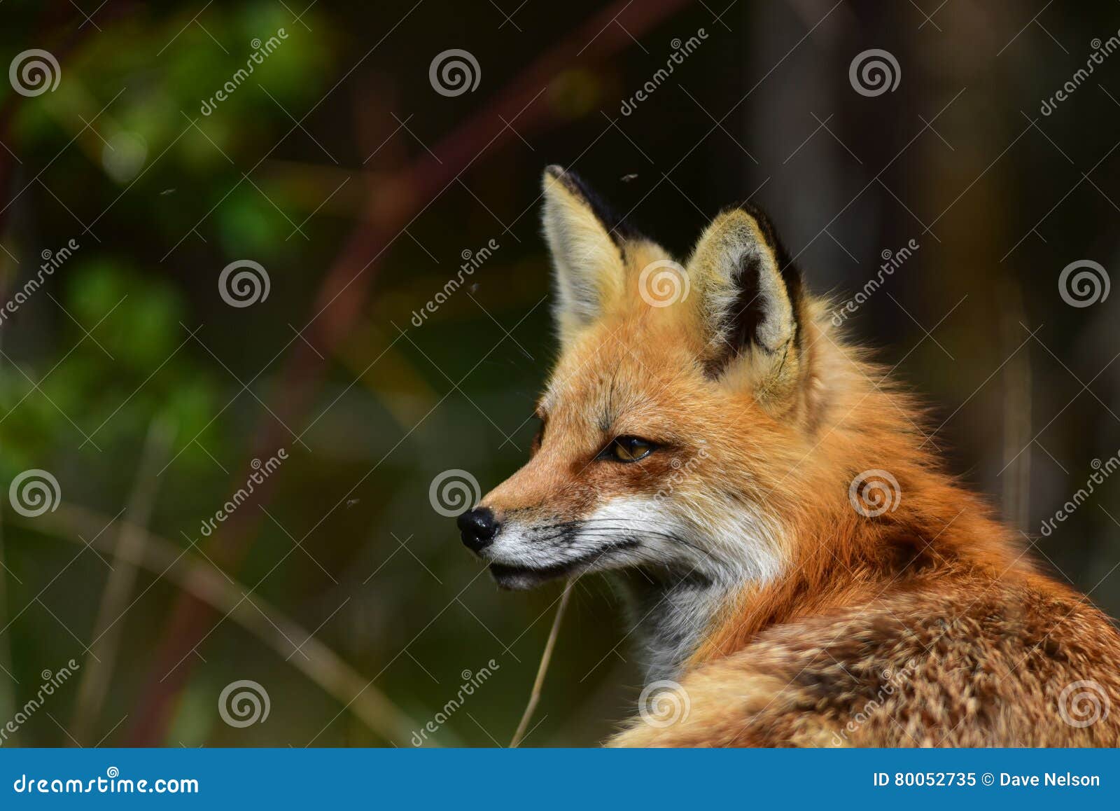 Red fox portrait staring stock image. Image of wilderness - 80052735