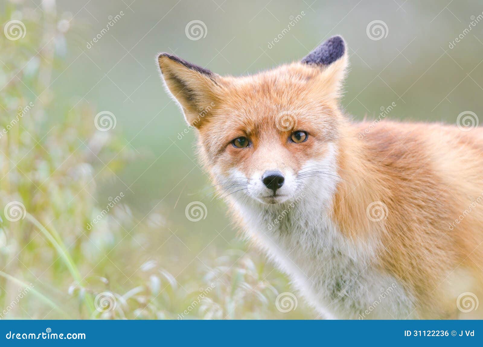 Red Fox stock photo. Image of carnivore, europe, mountain - 31122236