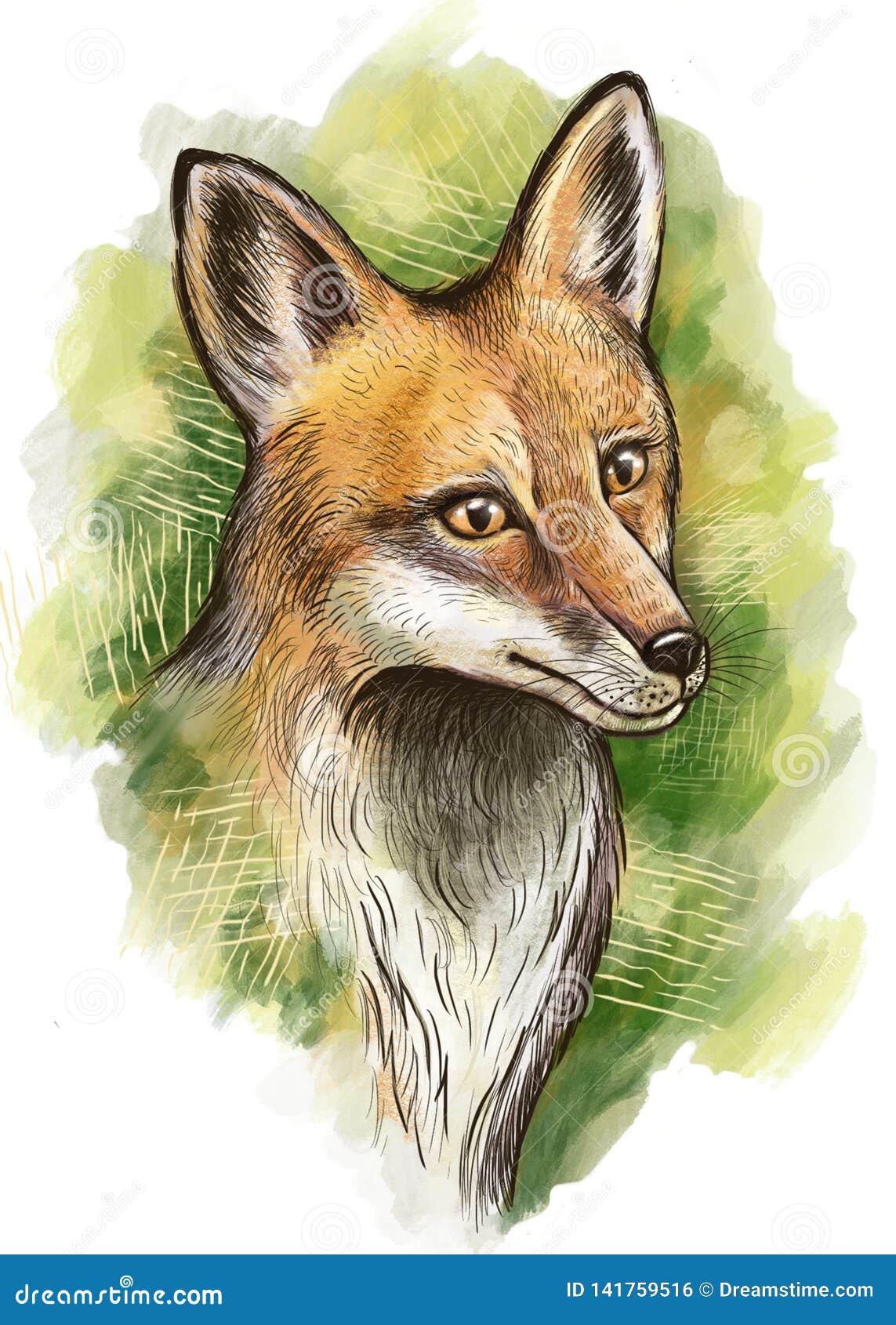 Red fox portrait stock illustration. Illustration of animal - 141759516