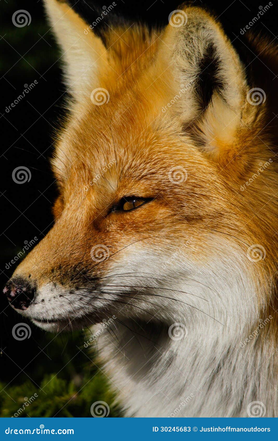 Red Fox Portrait stock image. Image of hunt, mammal, nature - 30245683