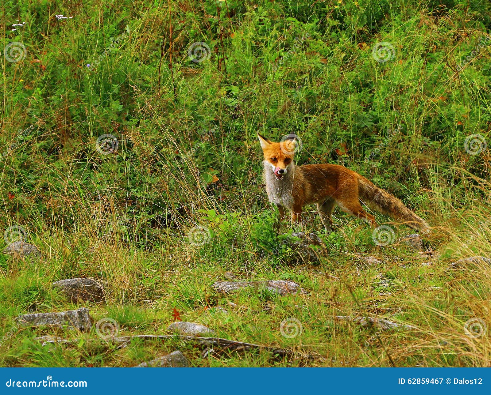 A Red Fox Posing in the Field Stock Image - Image of shrubbery, looking ...
