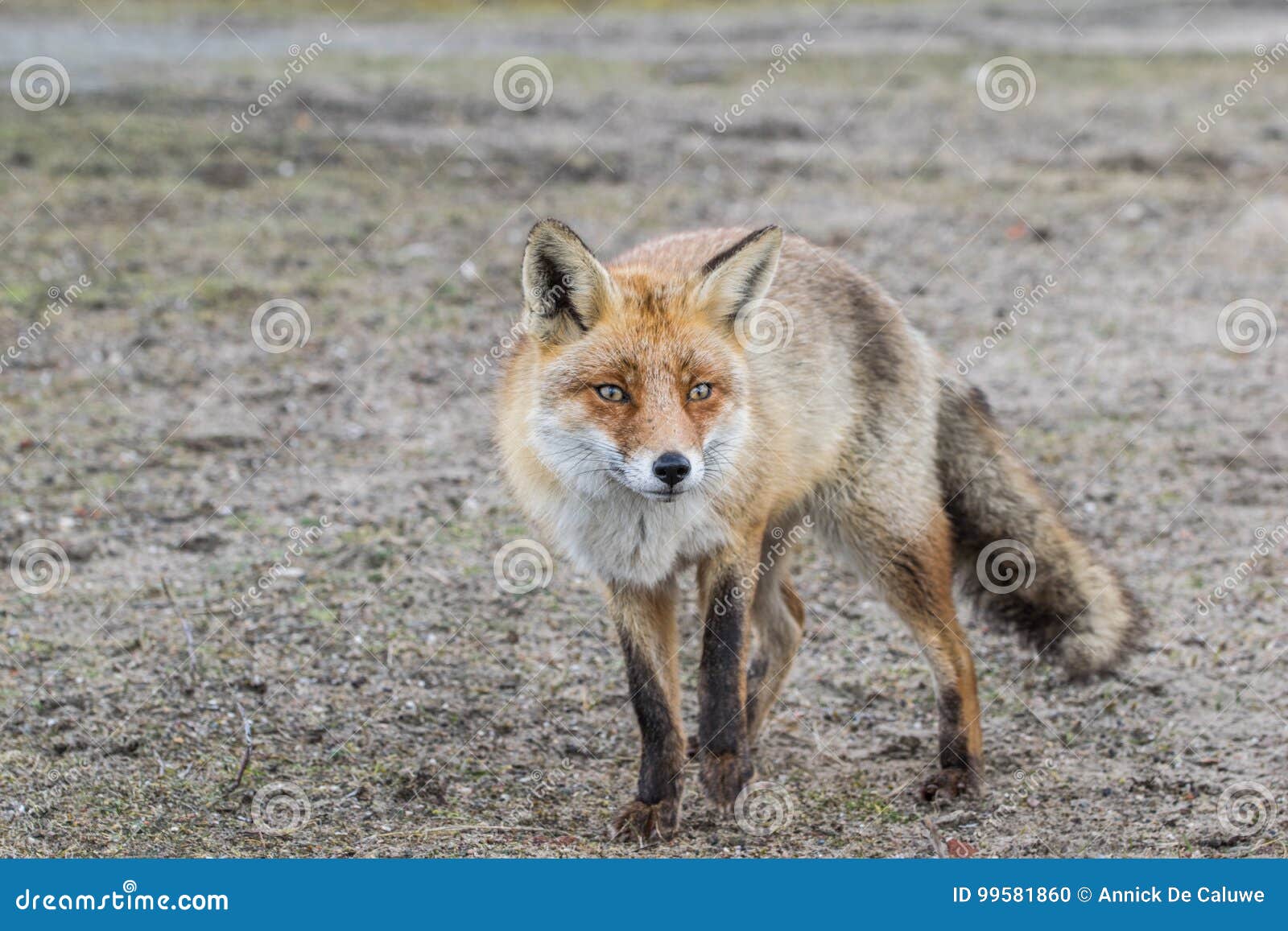 Red Fox stock photo. Image of wildlife, hunt, color, green - 99581860