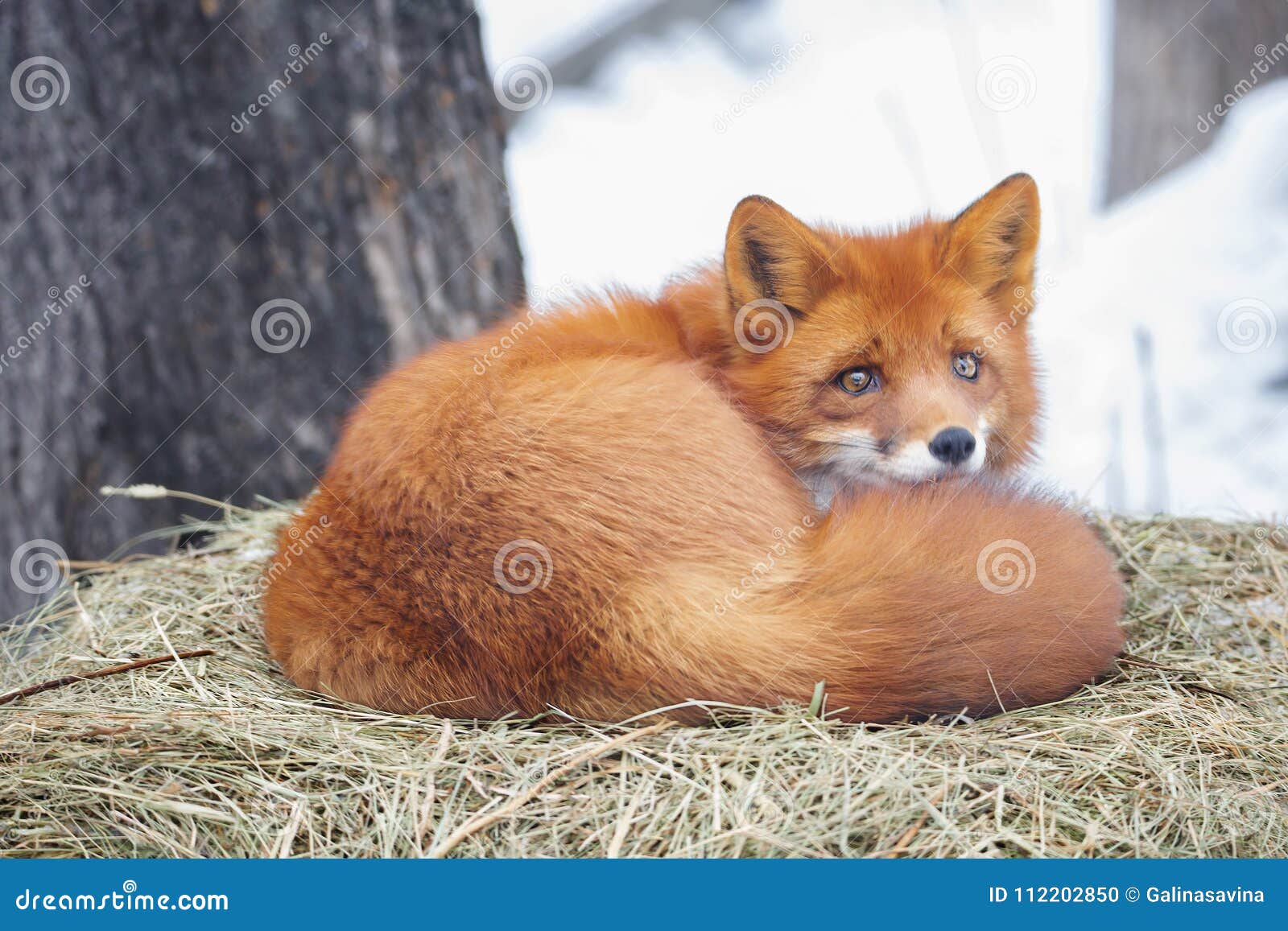 Red fox. stock photo. Image of winter, animal, elongated - 112202850