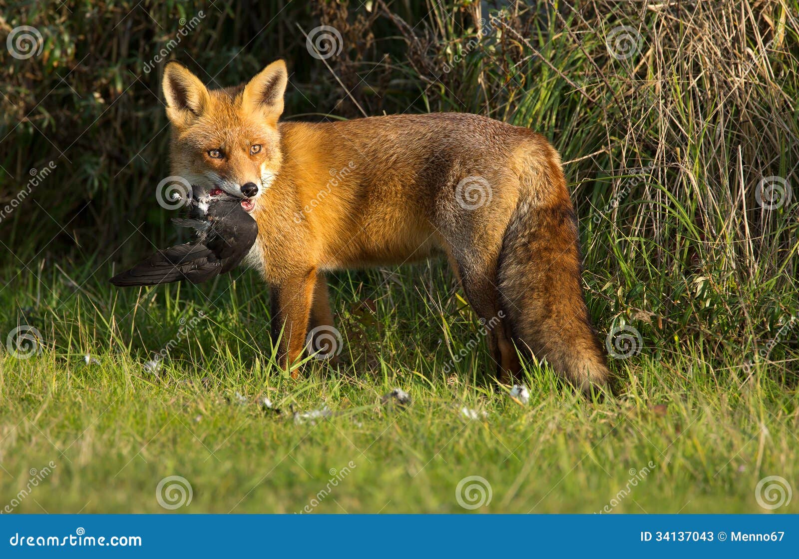 Red fox stock image. Image of devious, predator, little - 34137043