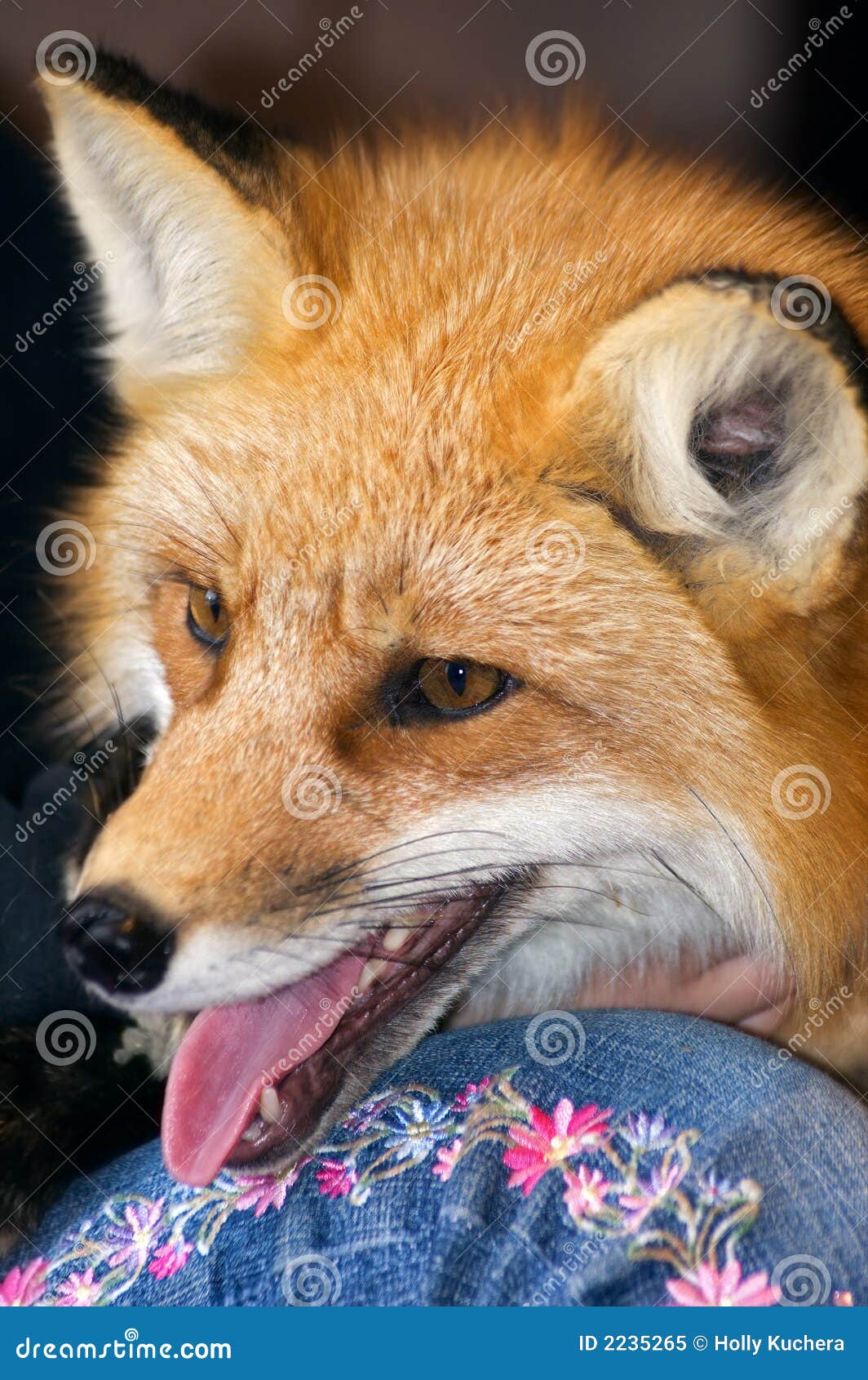 Red Fox Profile stock image. Image of girl, rest, mammal - 2235265