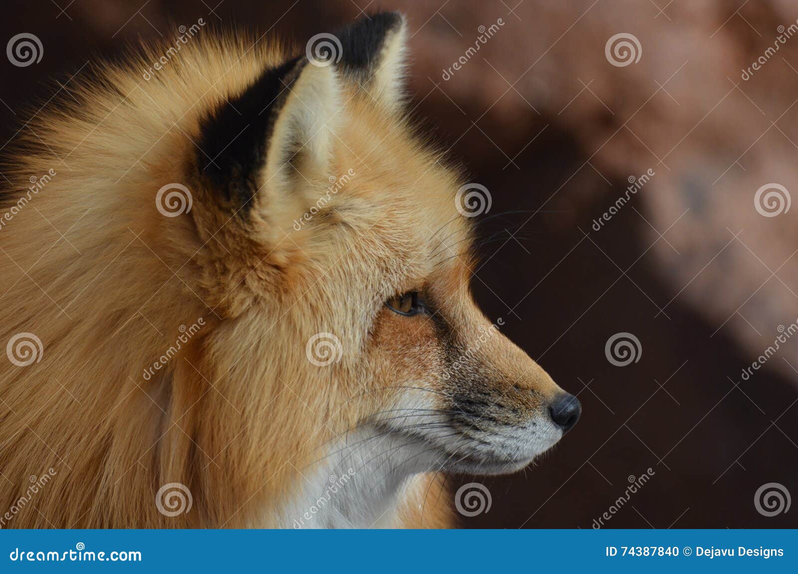 Red Fox Profile stock photo. Image of face, vulpes, beautiful - 74387840