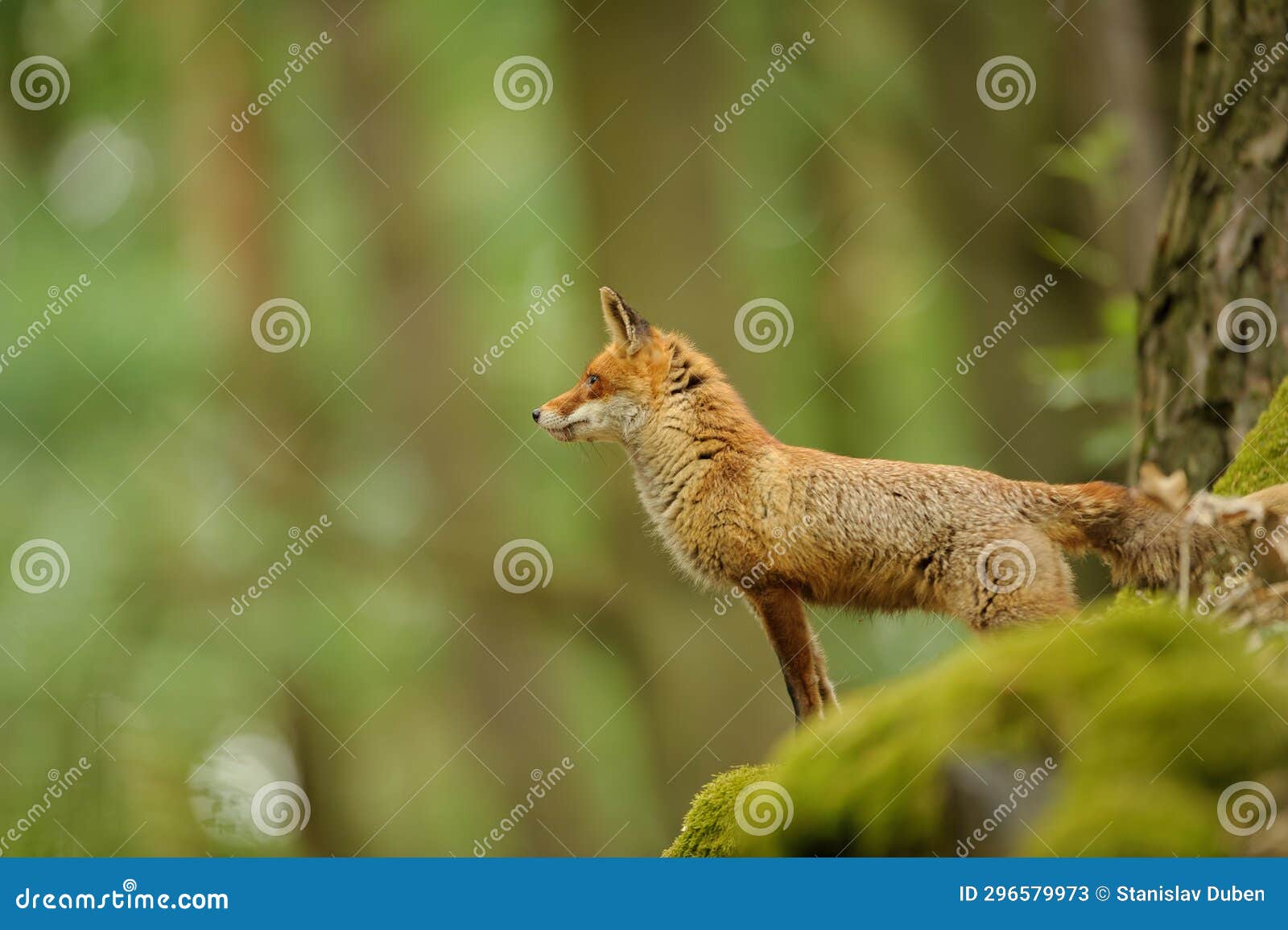 Red Fox Profile from Side in the Forest. Vulpes Vulpes Stock Image ...