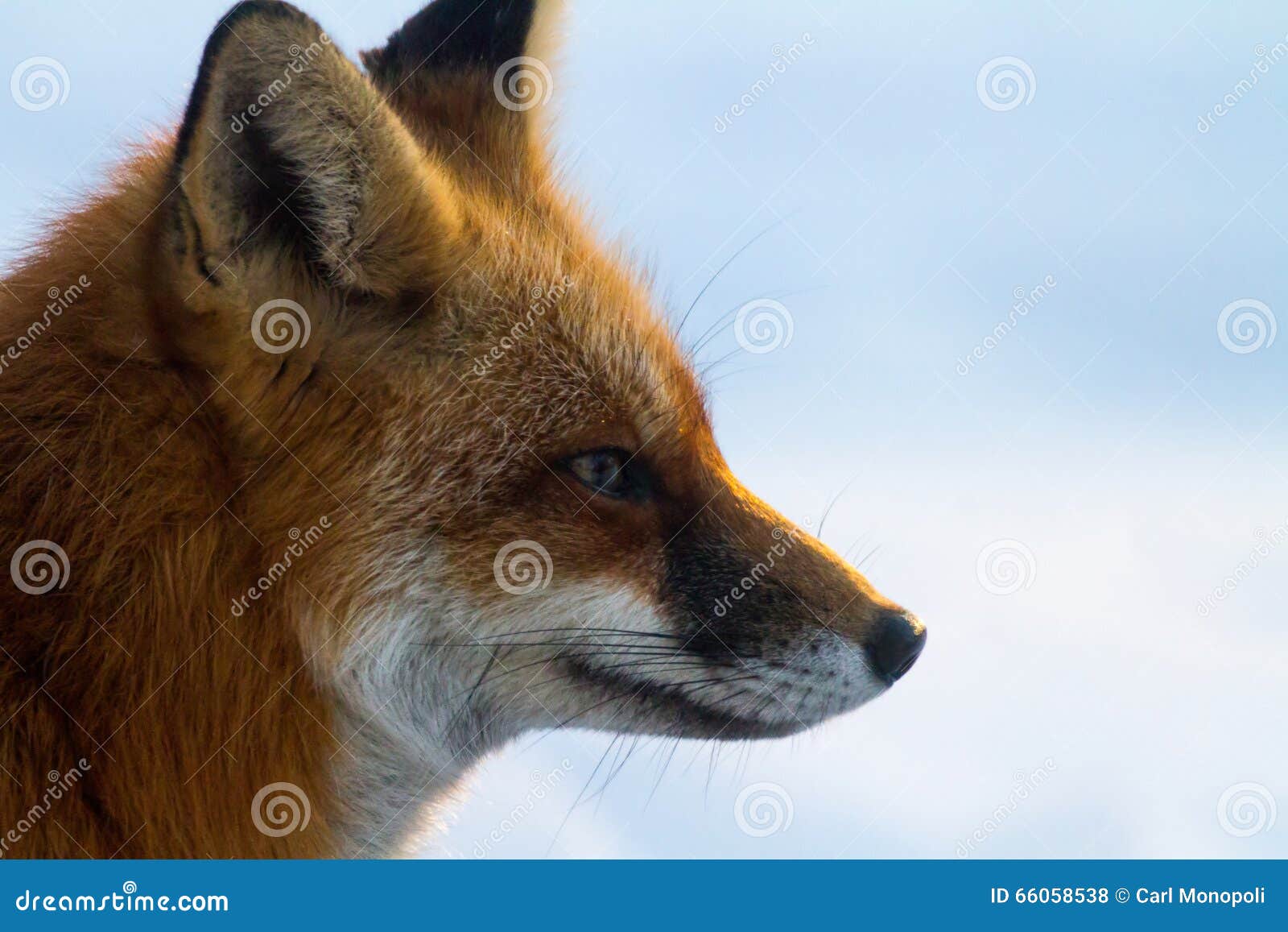 Fox Face Profile