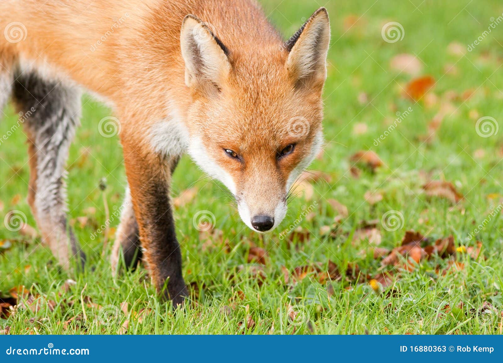Red Fox Prowling in Autumn Fall Leaves Stock Image - Image of europe ...