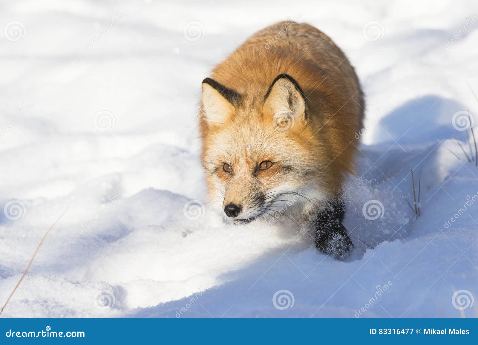 Red fox prowling in snow stock image. Image of cold, central - 83316477
