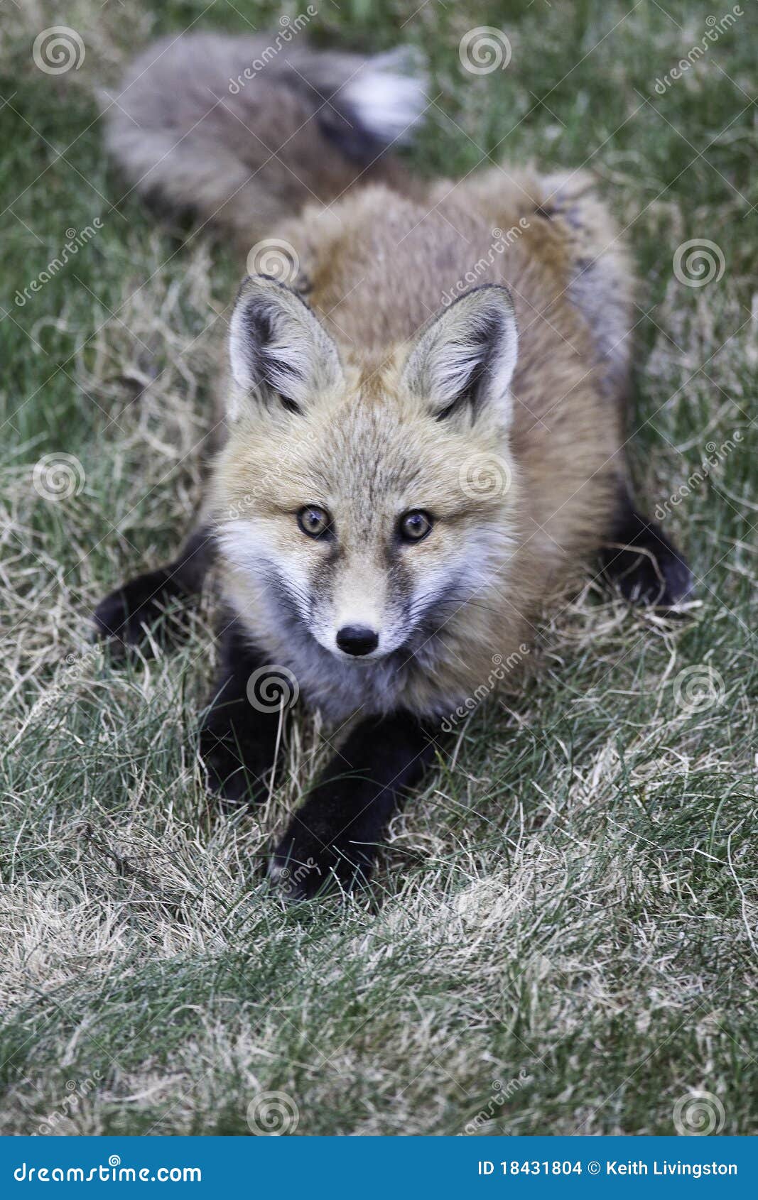 Red fox pup stock photo. Image of green, juvenile, looks - 18431804