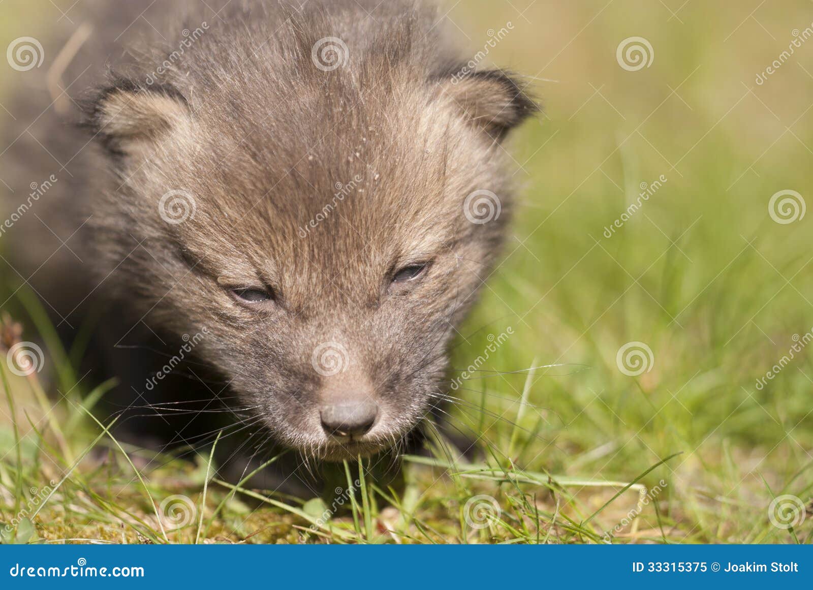 Red fox pup stock image. Image of young, covert, carnivore - 33315375
