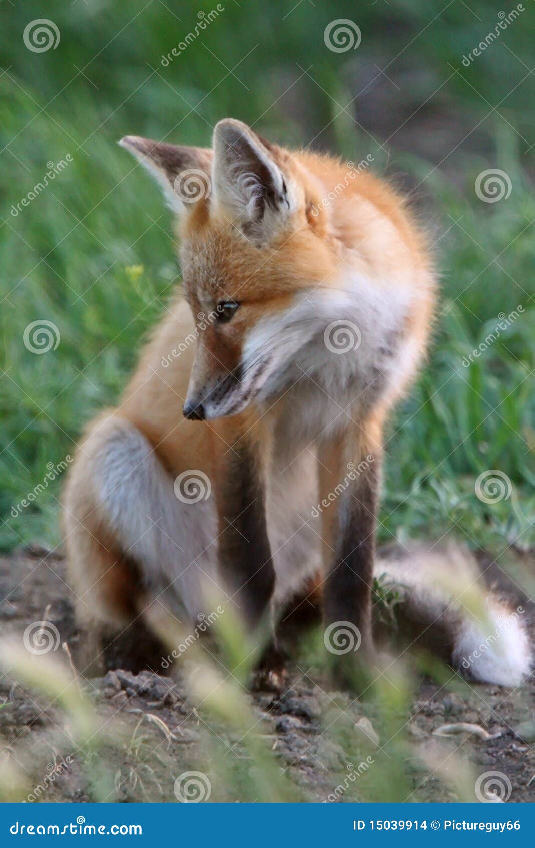Red Fox Pup Outside Its Den Stock Photo - Image of fauna, carnivore ...