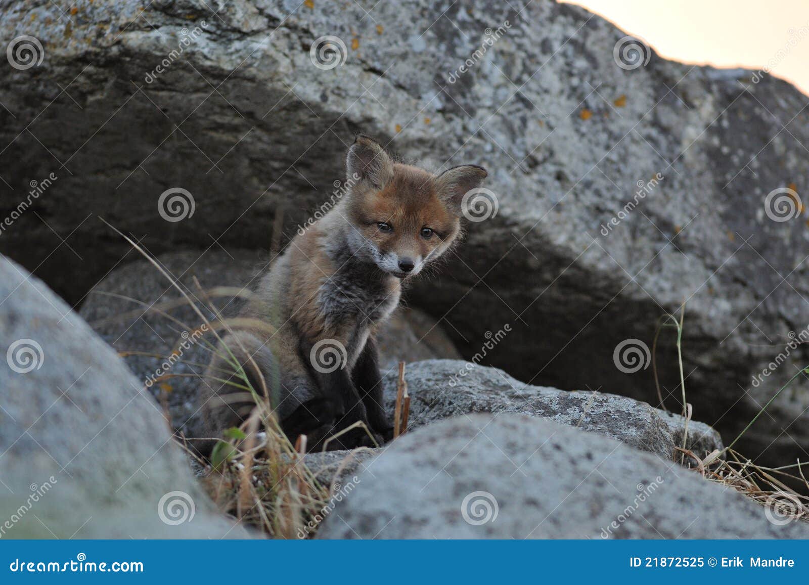 Red Fox puppy stock image. Image of fauna, portrait, rocks - 21872525
