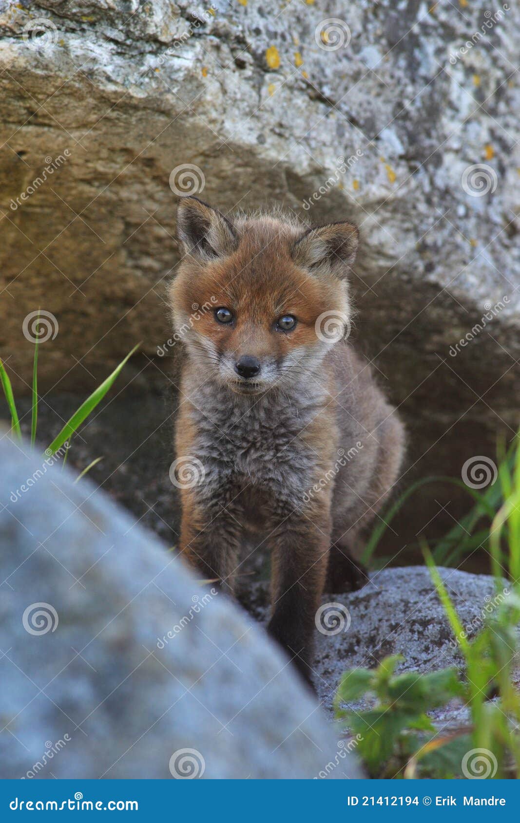 Red Fox Puppy in Its Rocky Home Stock Photo - Image of gorgeous, little ...