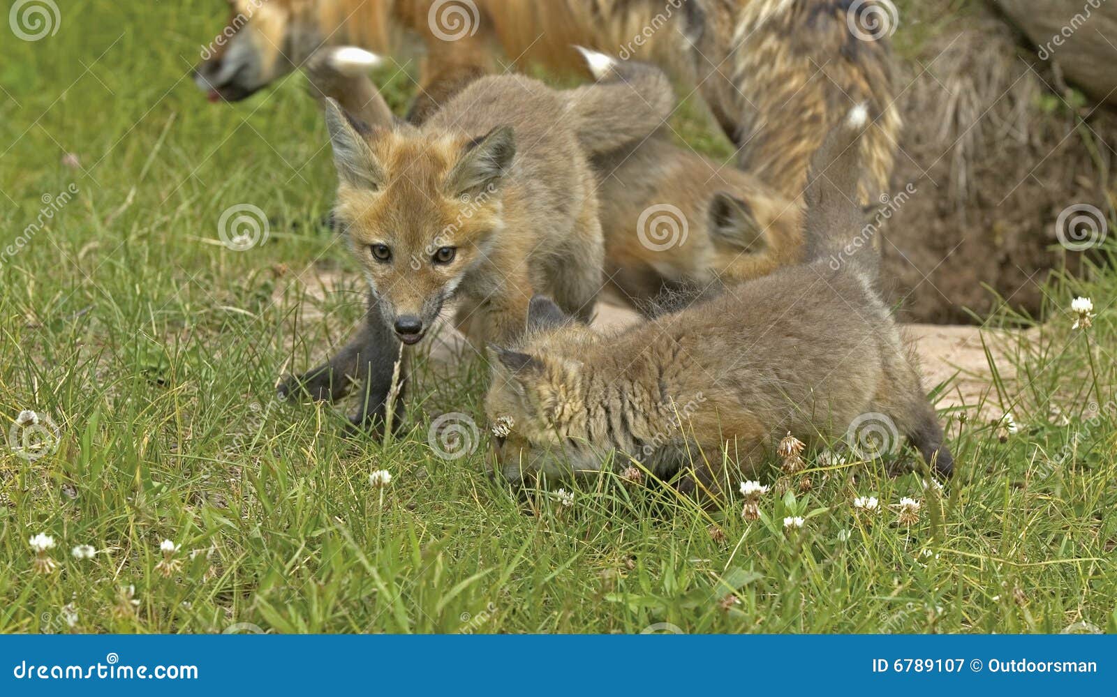 Red fox pups stock image. Image of baby, cute, animal - 6789107