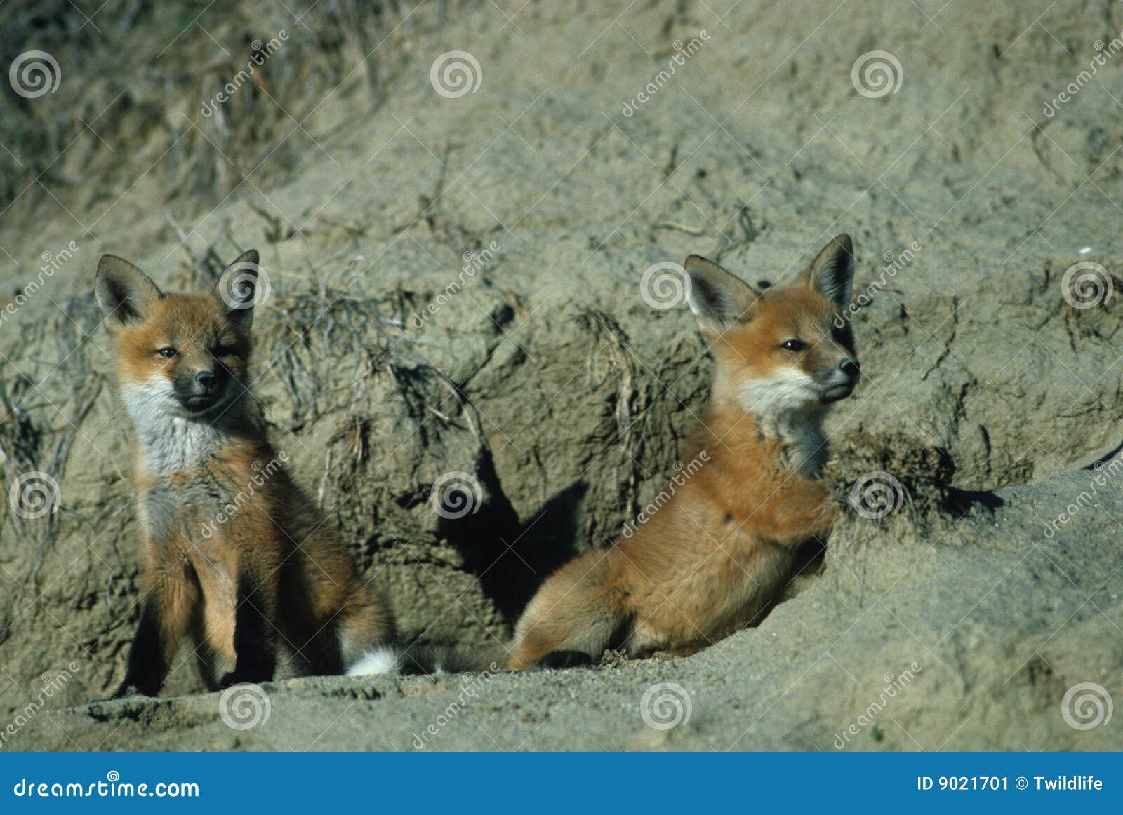 Red Fox Pups stock image. Image of outdoors, cute, young - 9021701
