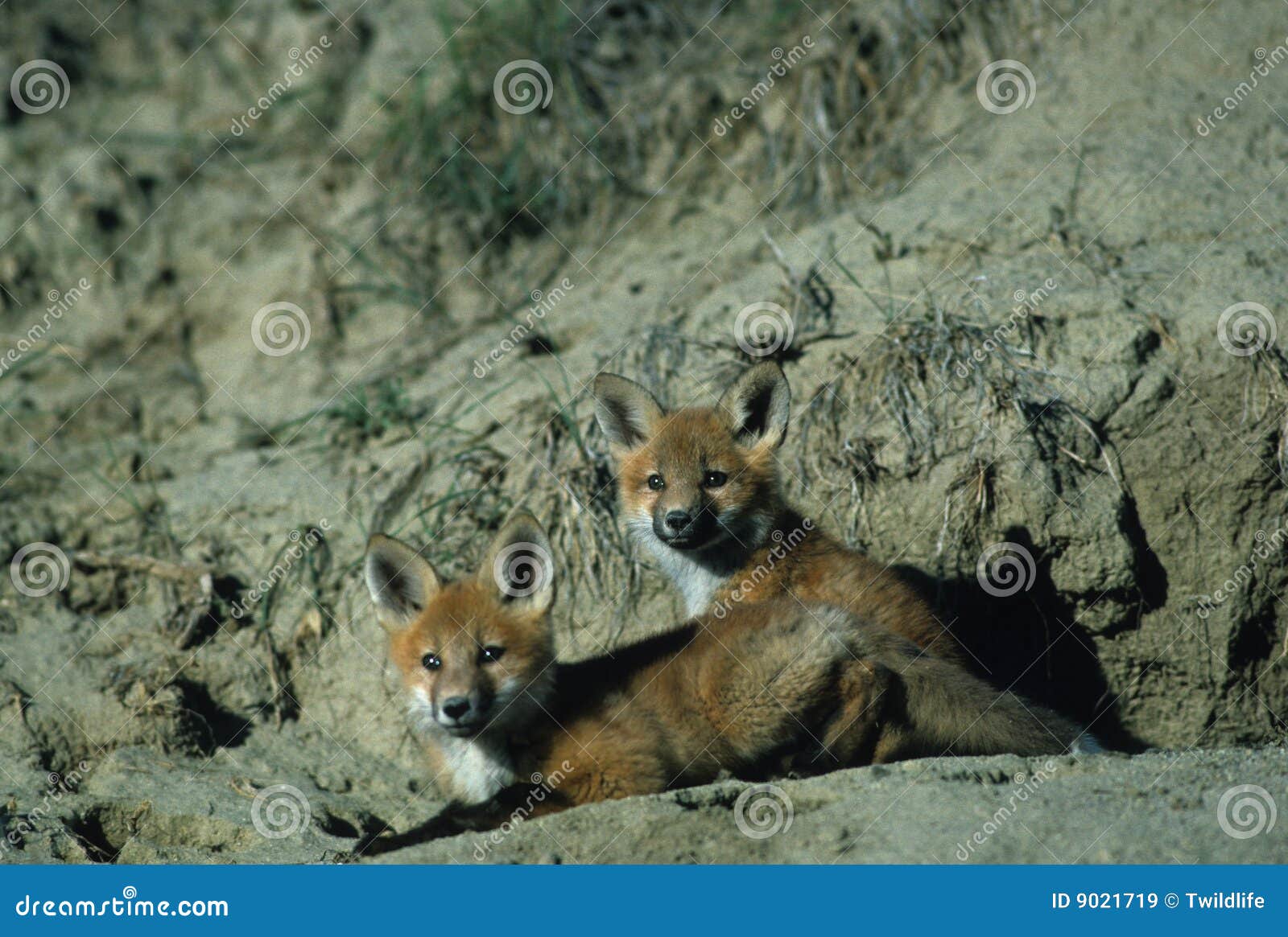Red Fox Pups stock image. Image of nature, animal, canine - 9021719