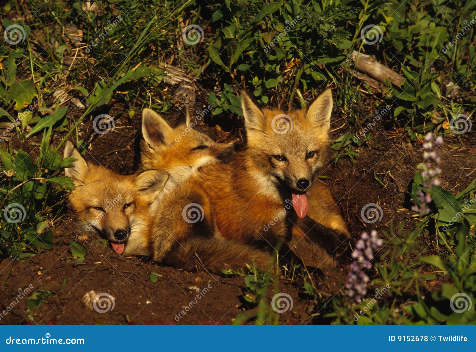 Red Fox Pups stock photo. Image of foxes, wildlife, young - 9152678
