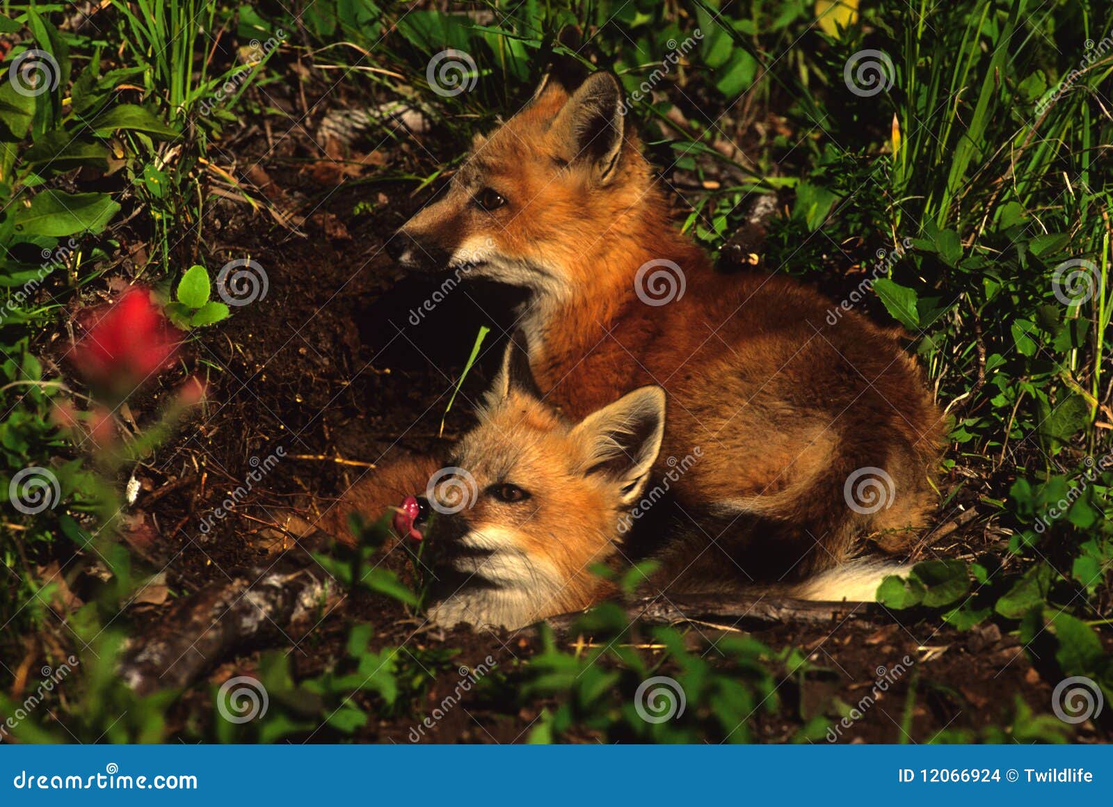 Red Fox Pups at Den stock photo. Image of cute, animal - 12066924