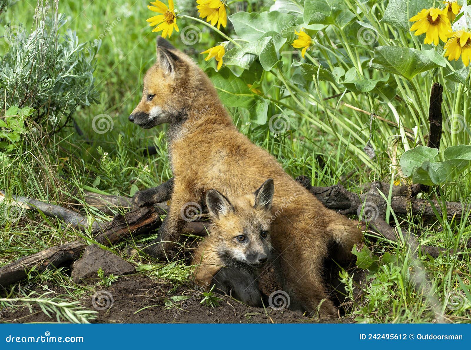 Red fox kits at den site stock photo. Image of wildlife - 242495612
