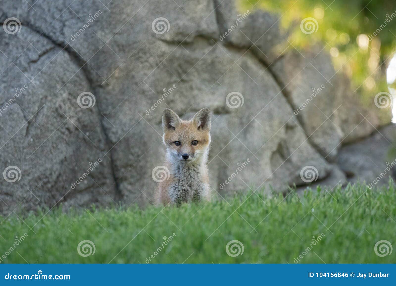 Red Fox Pups Explore the Park on a Sunny Day Stock Photo - Image of ...