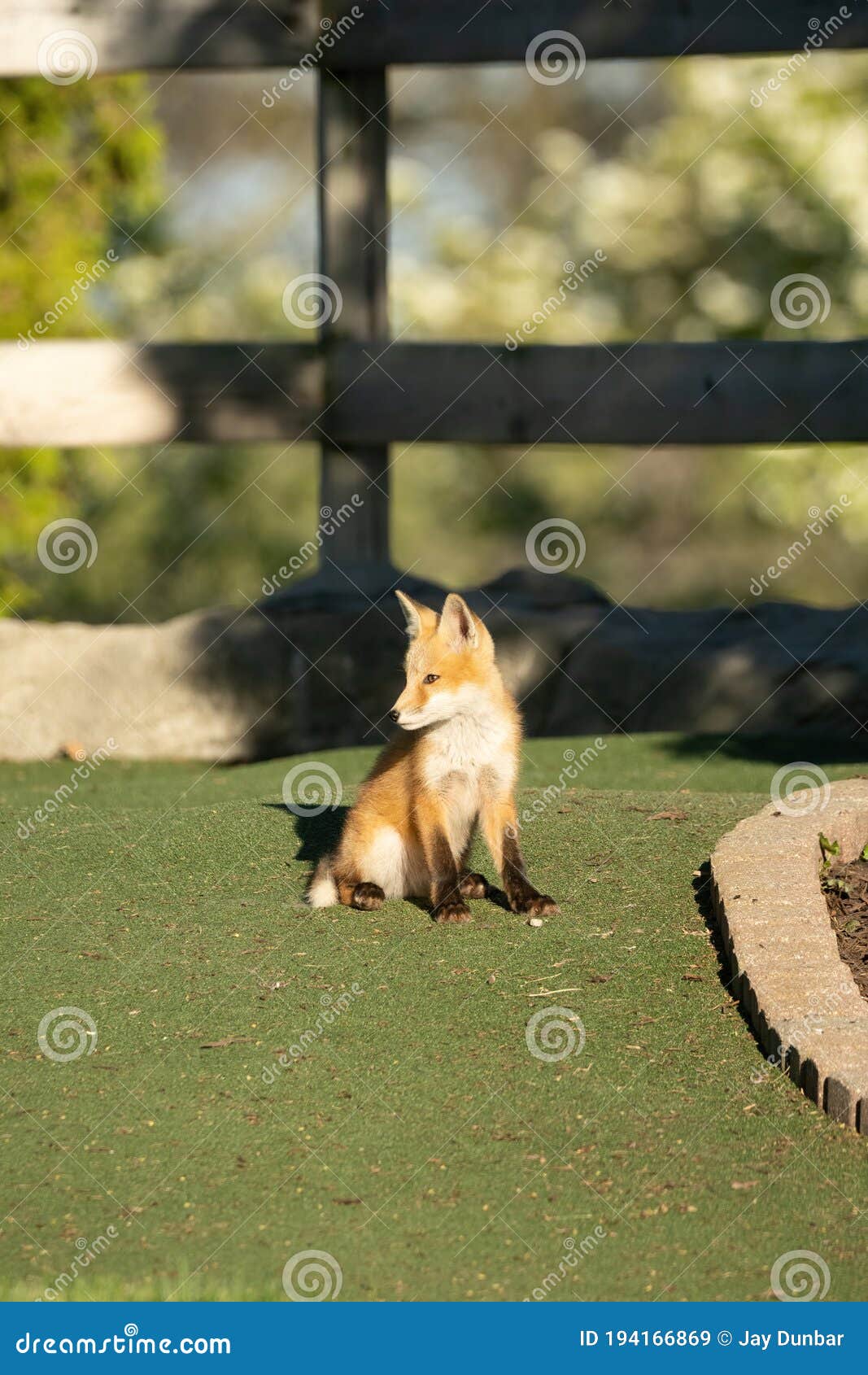 Red Fox Pups Explore the Park on a Sunny Day Stock Image - Image of ...