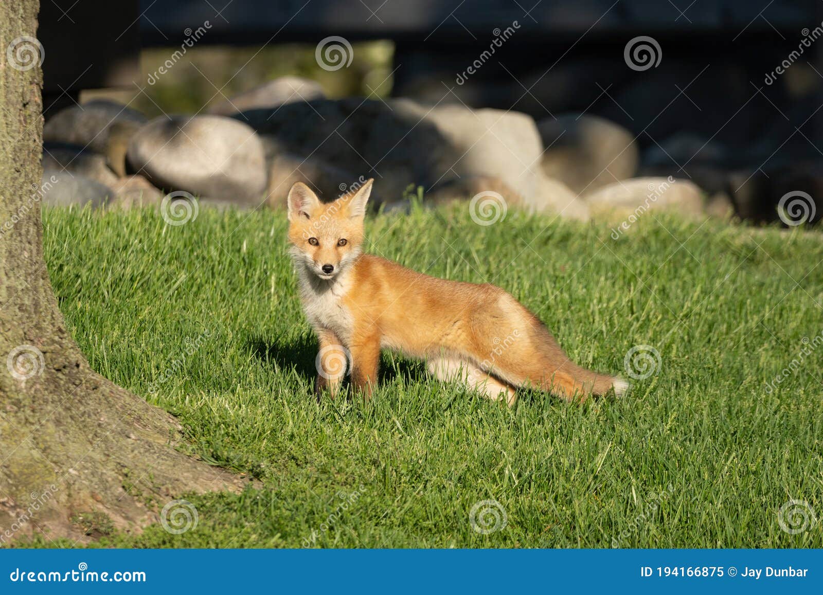 Red Fox Pups Explore the Park on a Sunny Day Stock Image - Image of ...