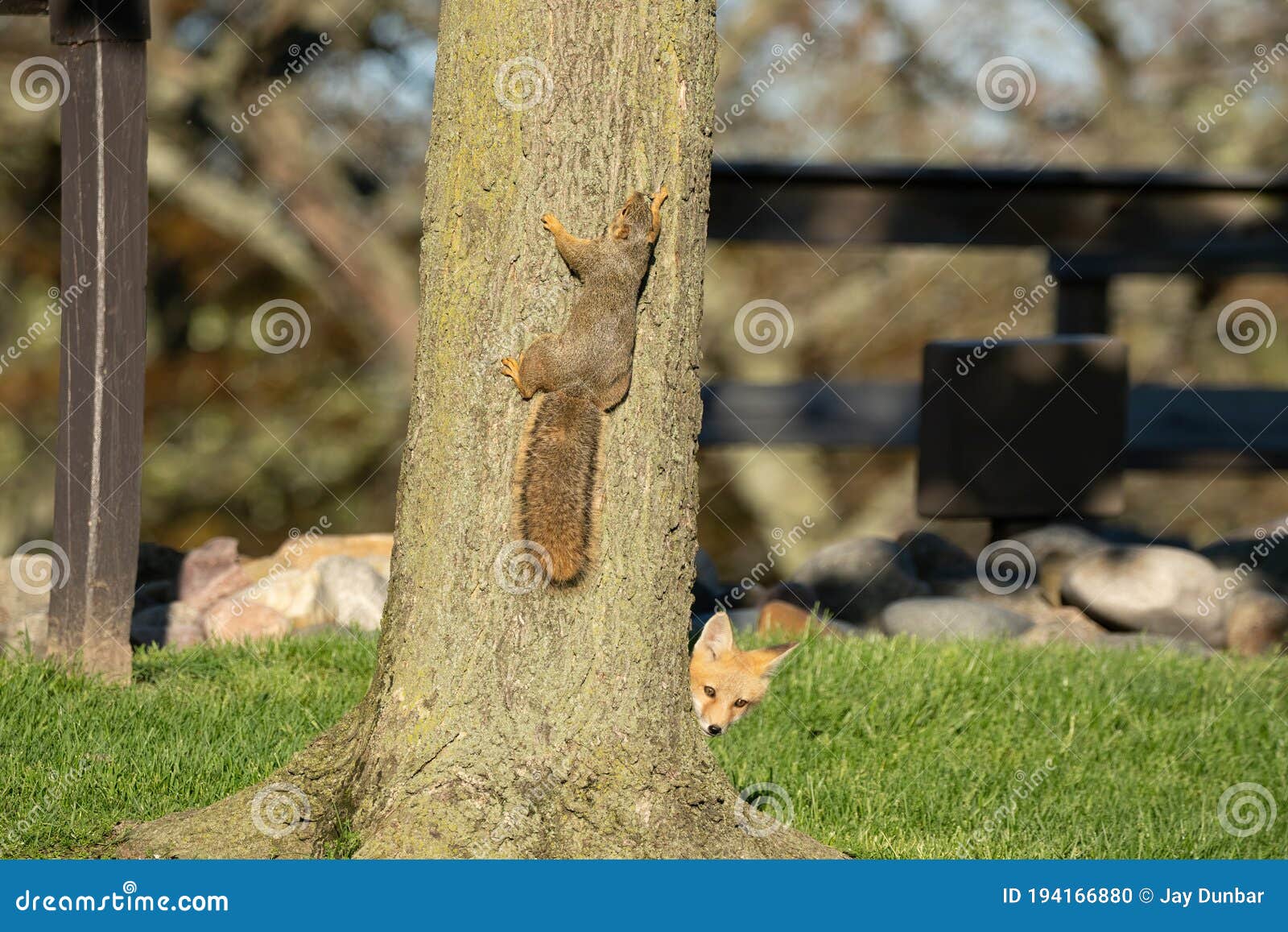 Red Fox Pups Explore the Park on a Sunny Day Stock Photo - Image of ...