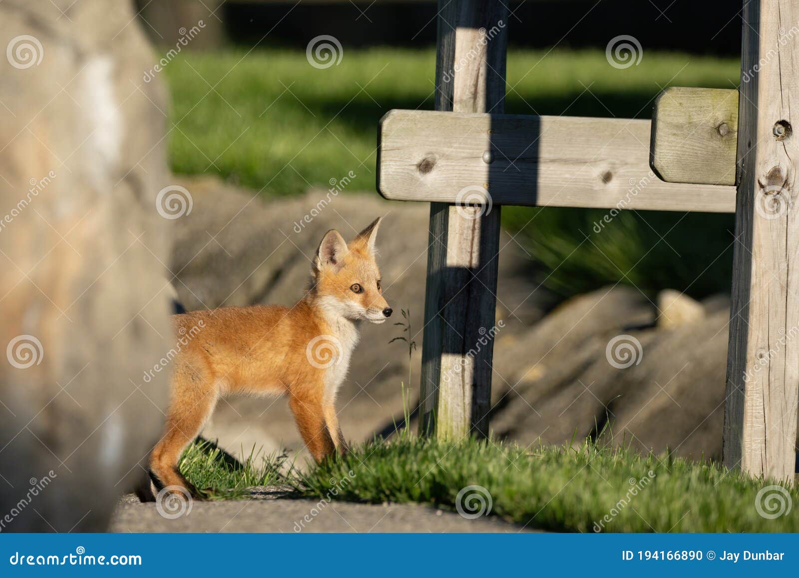 Red Fox Pups Explore the Park on a Sunny Day Stock Photo - Image of ...