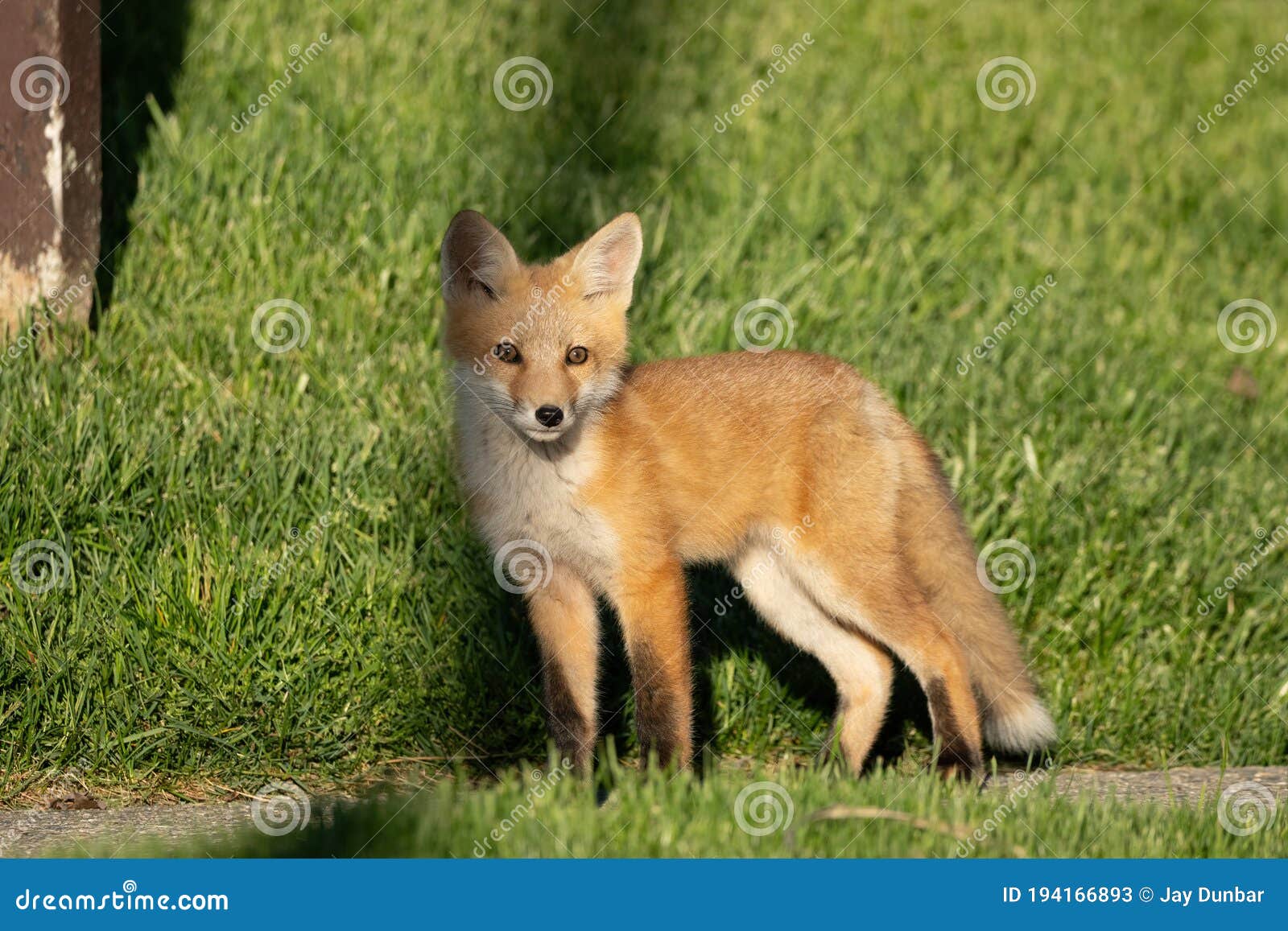 Red Fox Pups Explore the Park on a Sunny Day Stock Image - Image of ...